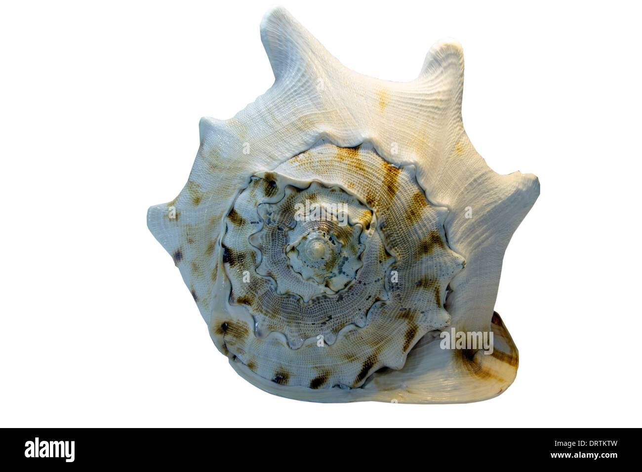 Scotch bonnet shell hi-res stock photography and images - Alamy