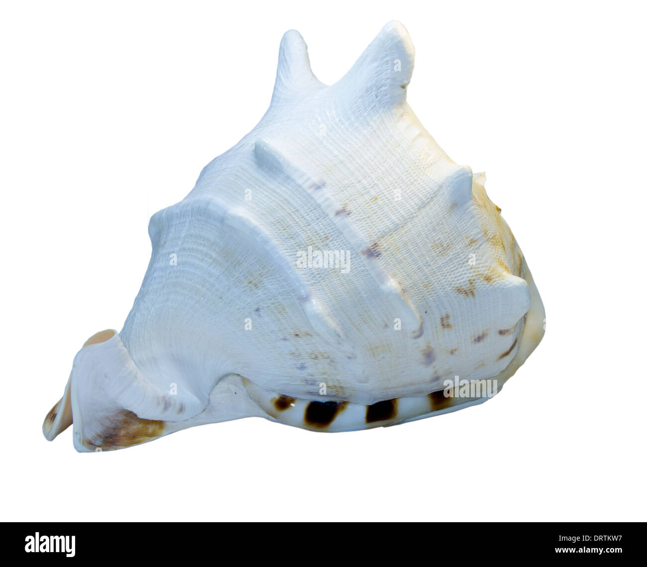 Scotch bonnet sea shell Cut Out Stock Images & Pictures - Alamy