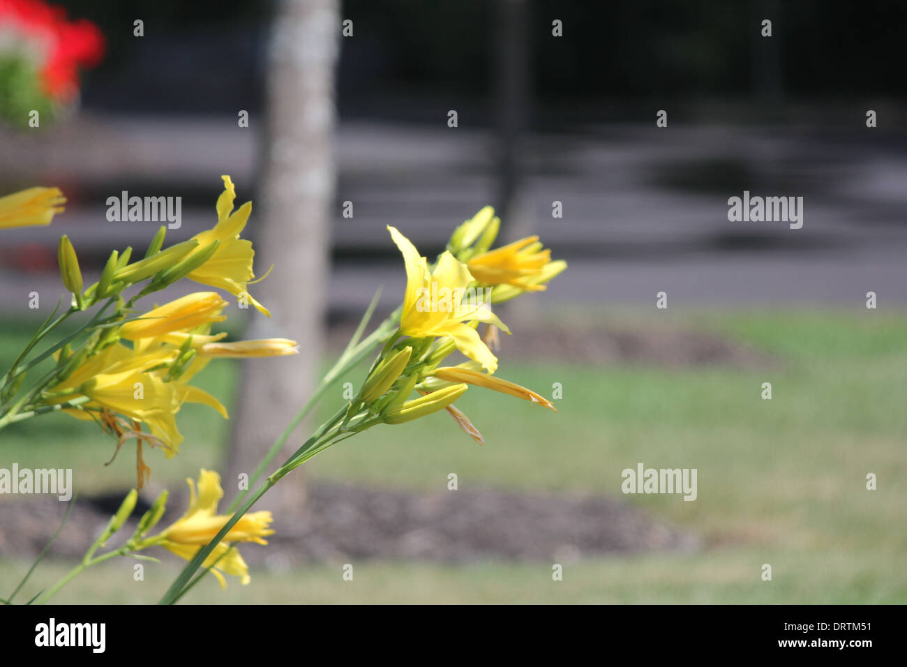 Yellow daylilies growing by the roadside. They are highly diverse in ...