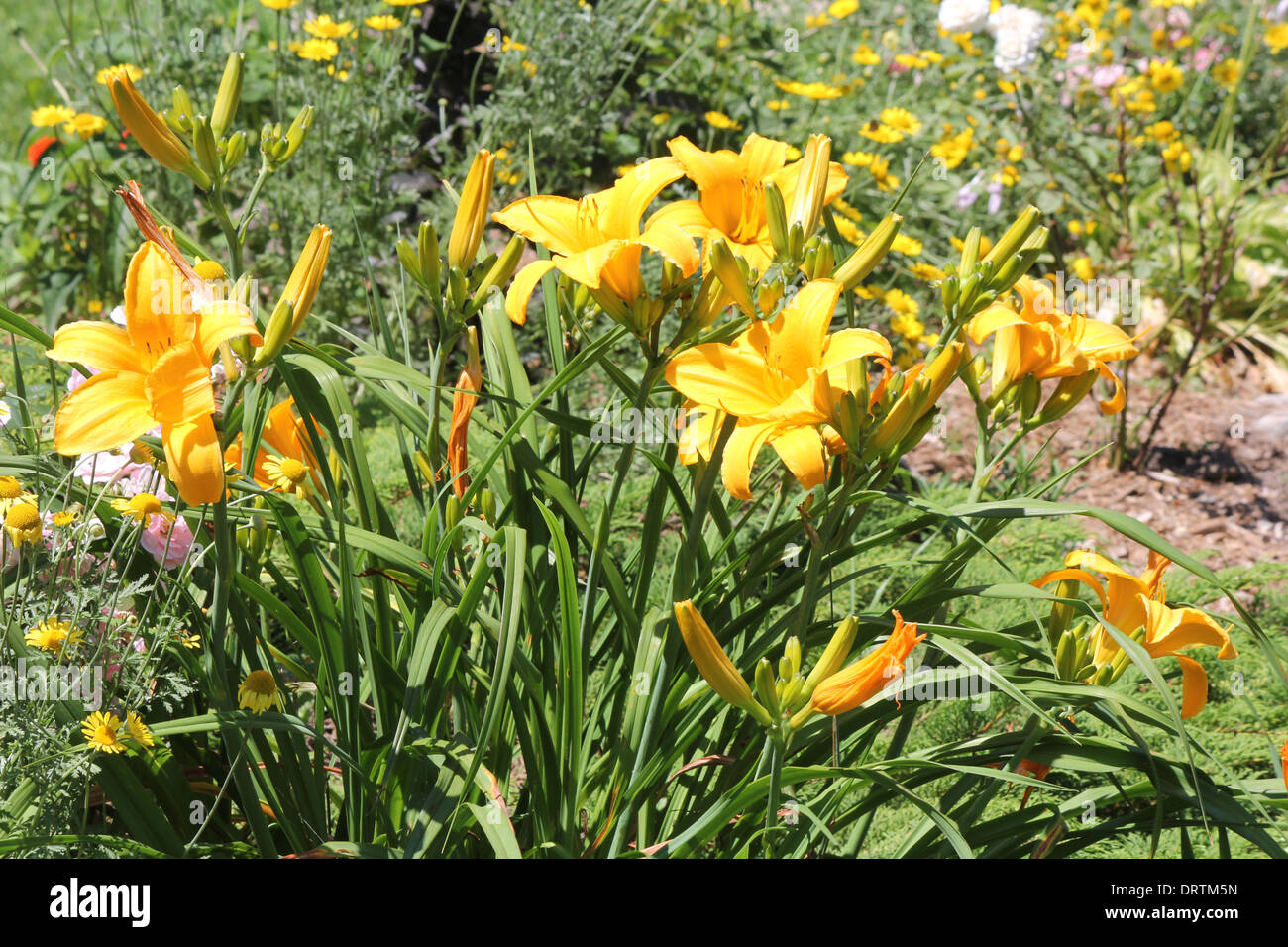 Yellow daylilies growing in a garden. Daylily flowers are highly ...