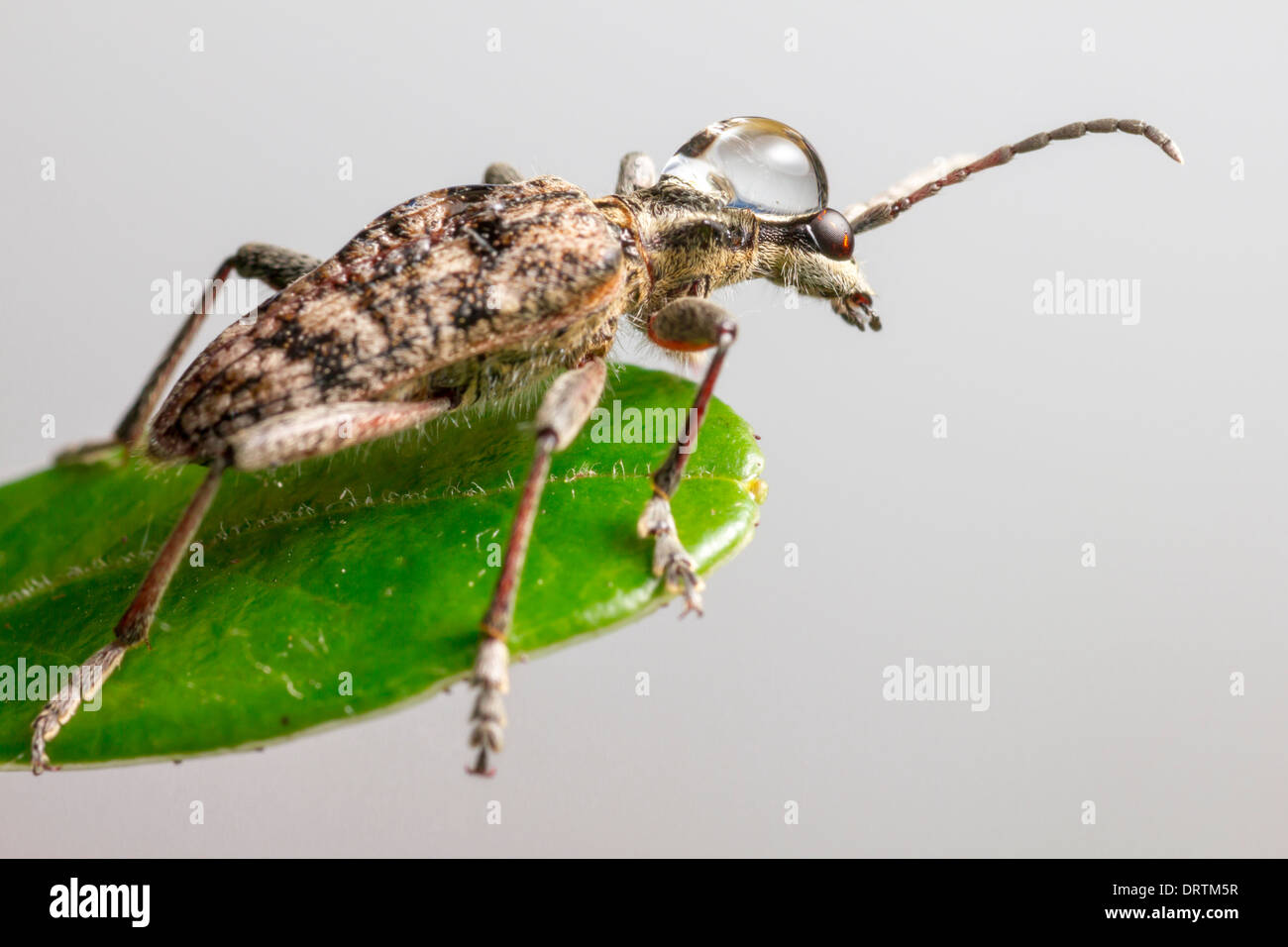 Mordax hi-res stock photography and images - Alamy