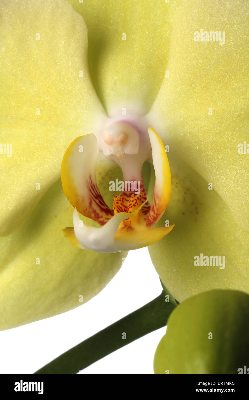 Green orchid hi-res stock photography and images - Alamy