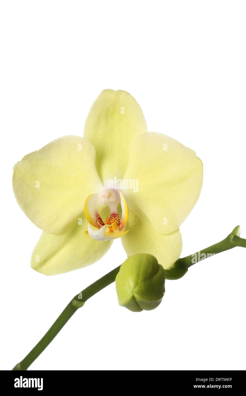 Orchid detail Cut Out Stock Images & Pictures - Alamy
