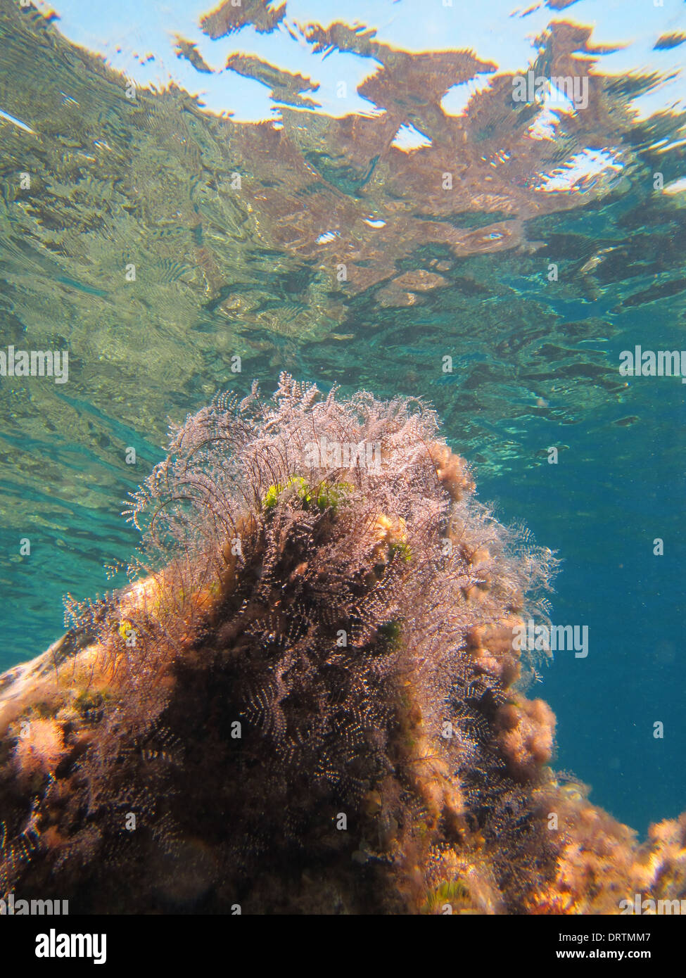 Scuba diving scenery hi-res stock photography and images - Alamy