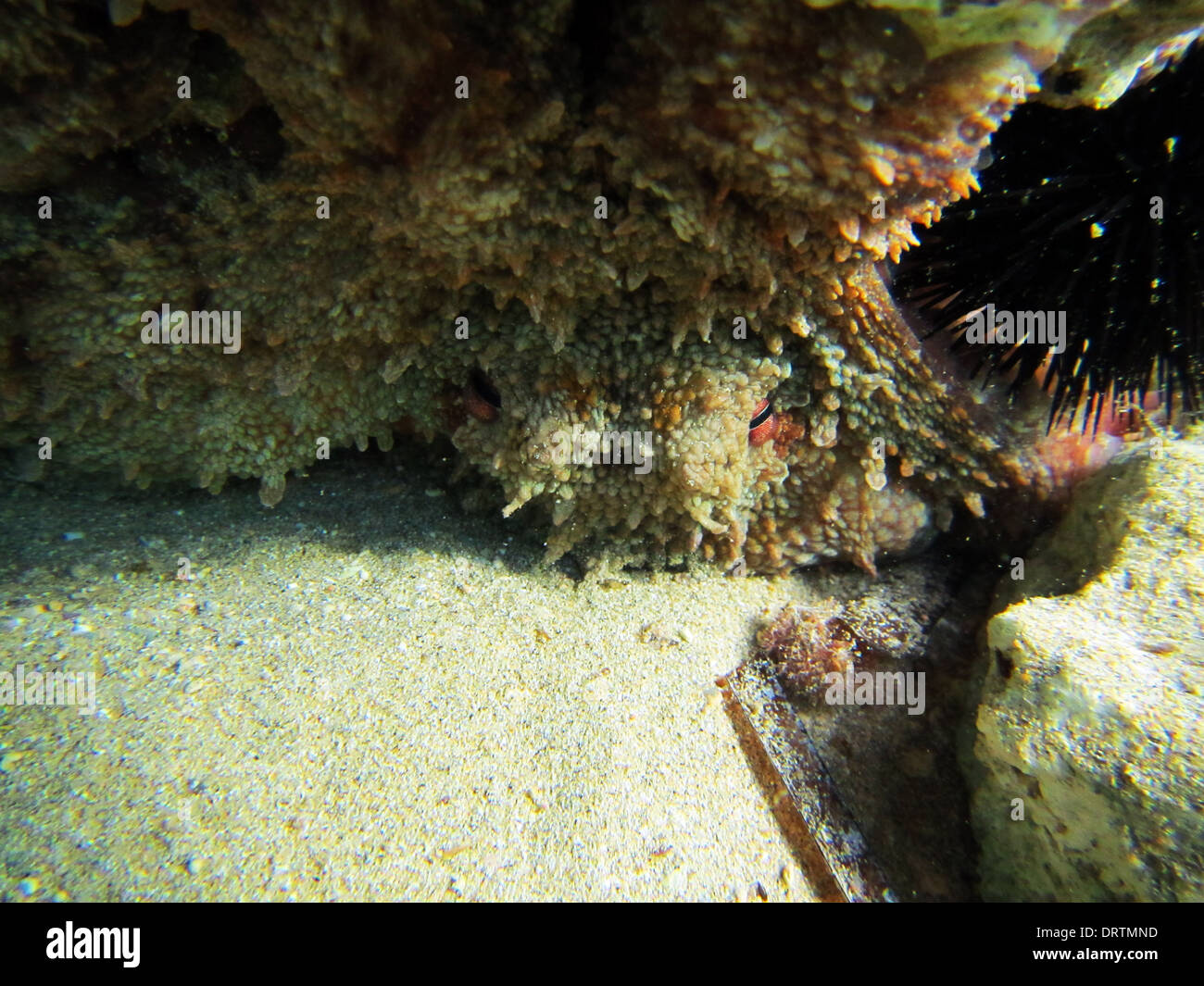Octopus camouflage hi-res stock photography and images - Alamy