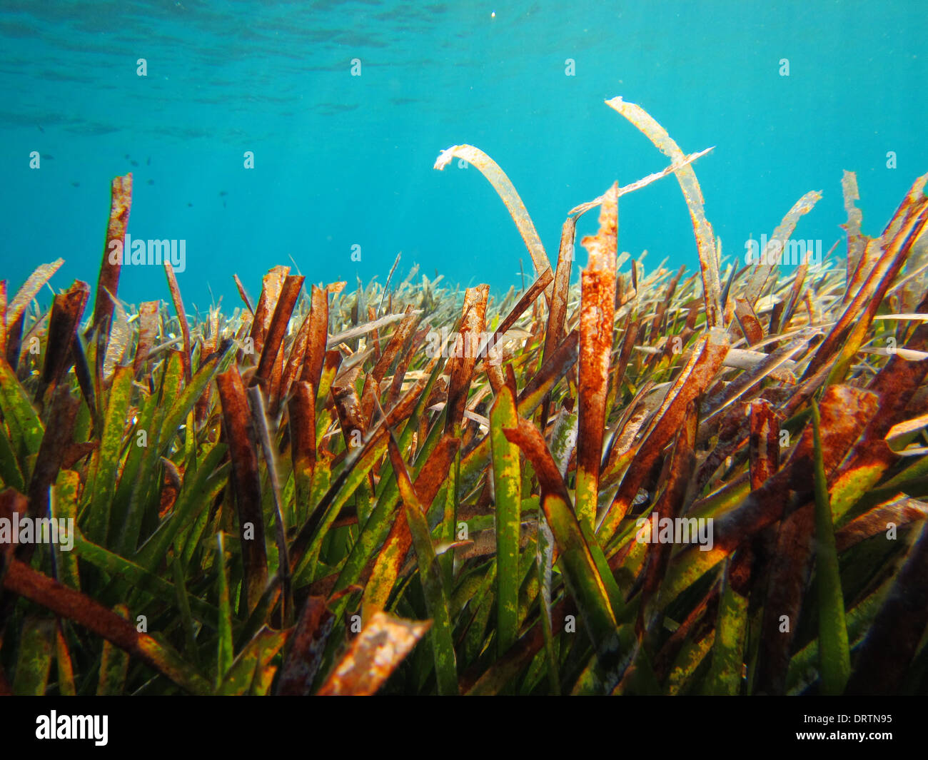colorful sea weed Stock Photo - Alamy