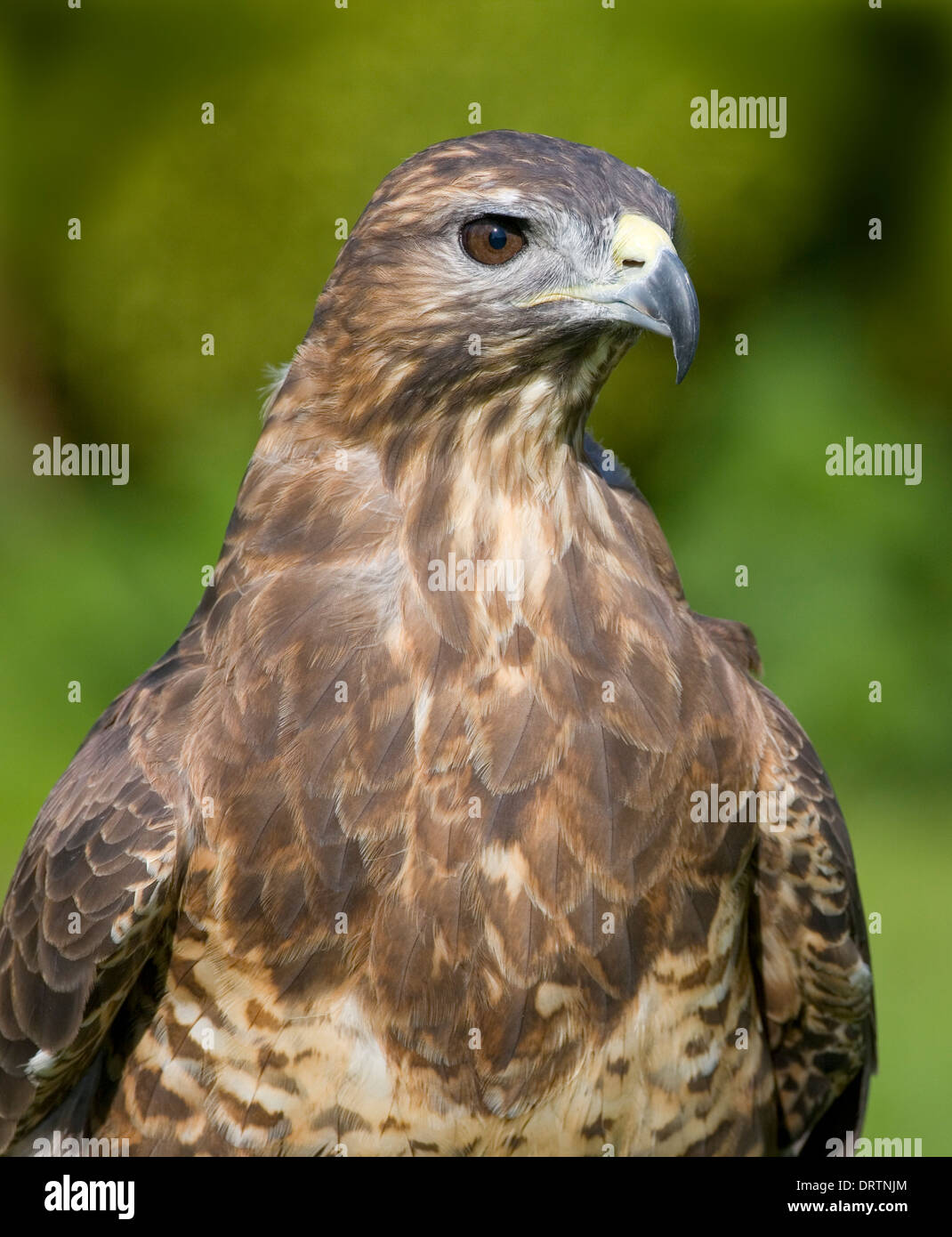 Common buzzard with prey hi-res stock photography and images - Alamy