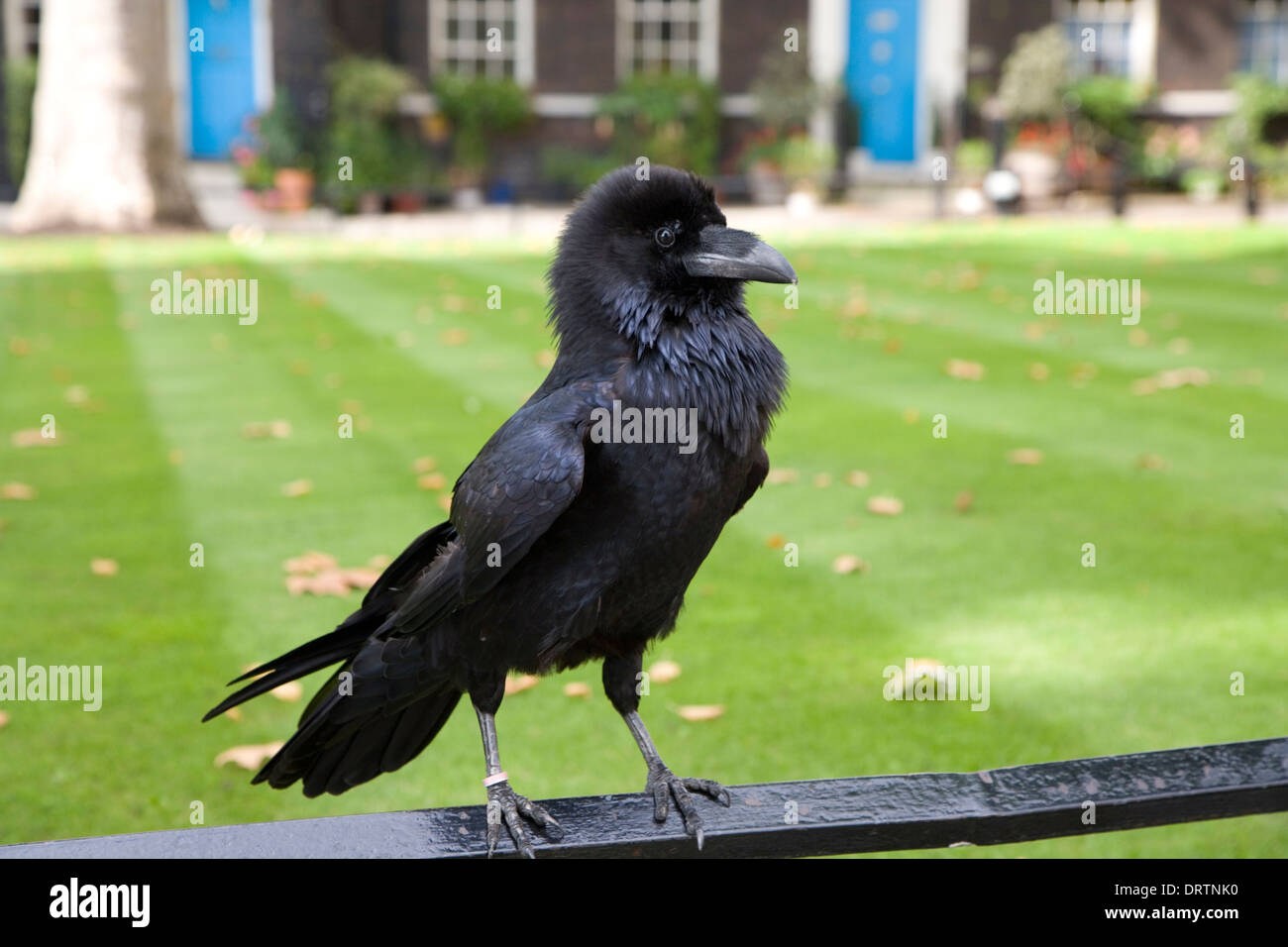 Coastal raven hi-res stock photography and images - Alamy