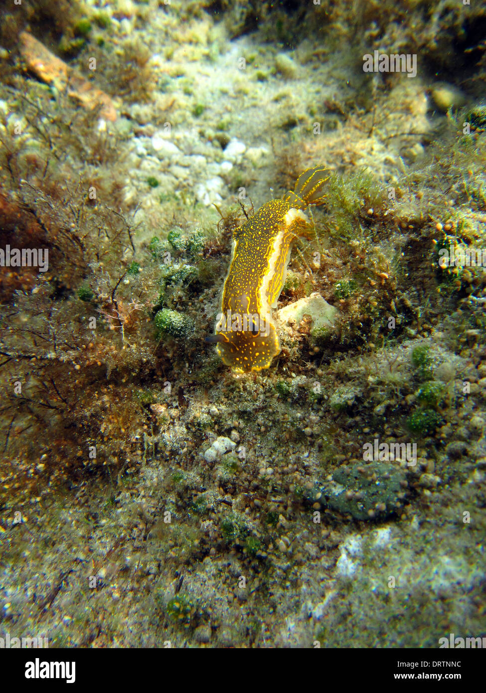 a Greek sea slug on the bottom of the sea macro Stock Photo - Alamy