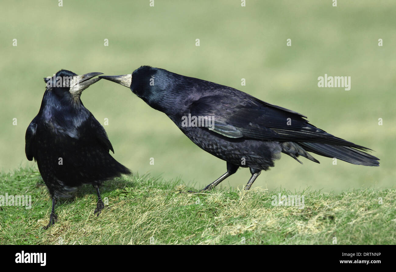 Rook on the ground hi-res stock photography and images - Alamy