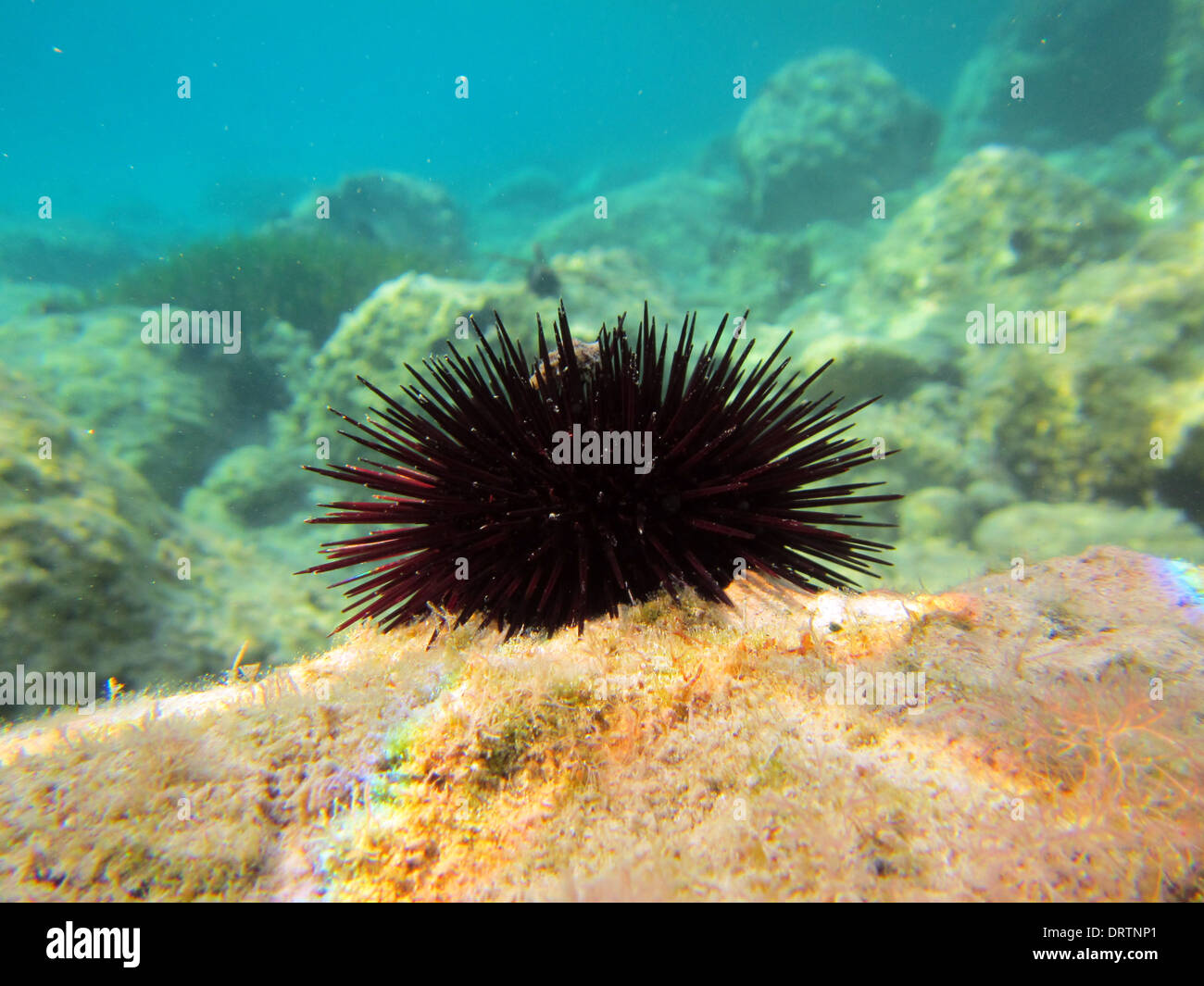 an underwater scenery with a sea urchin and marine vegetation Stock ...