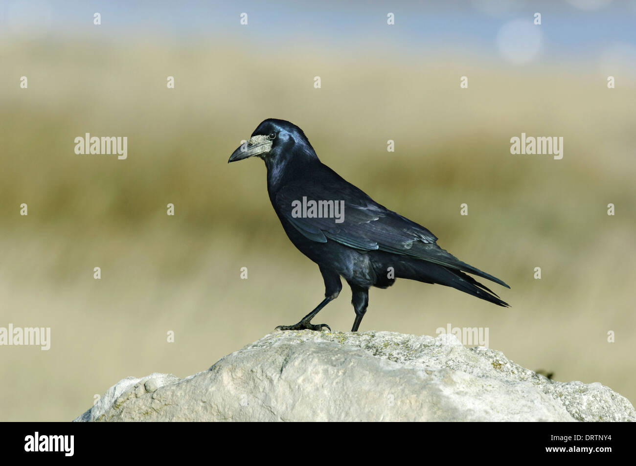 Rook on the ground hi-res stock photography and images - Alamy