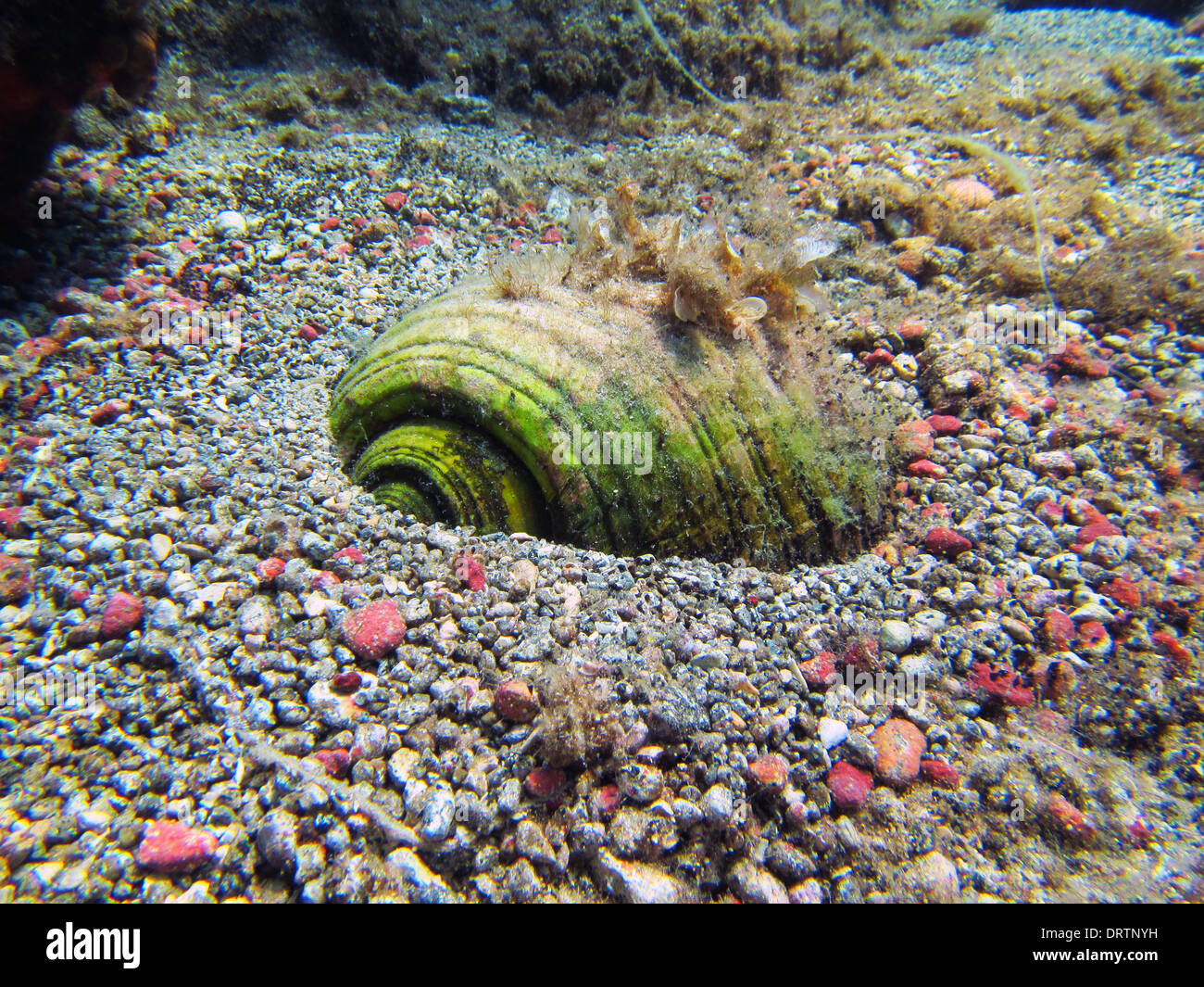 Scuba diving greece hi-res stock photography and images - Alamy