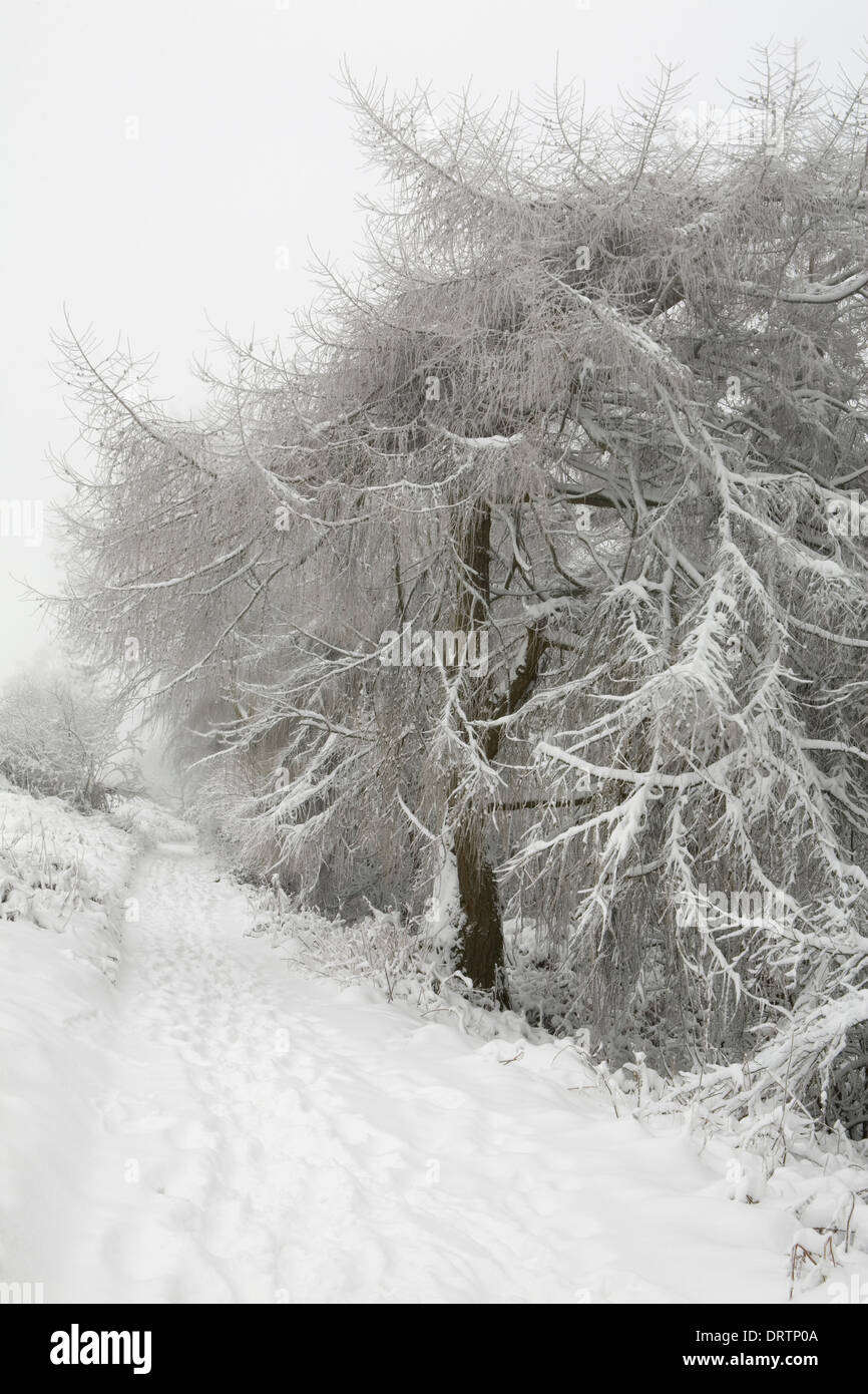 A snow covered European Larch tree, Larix Decidua, hangs over a ...