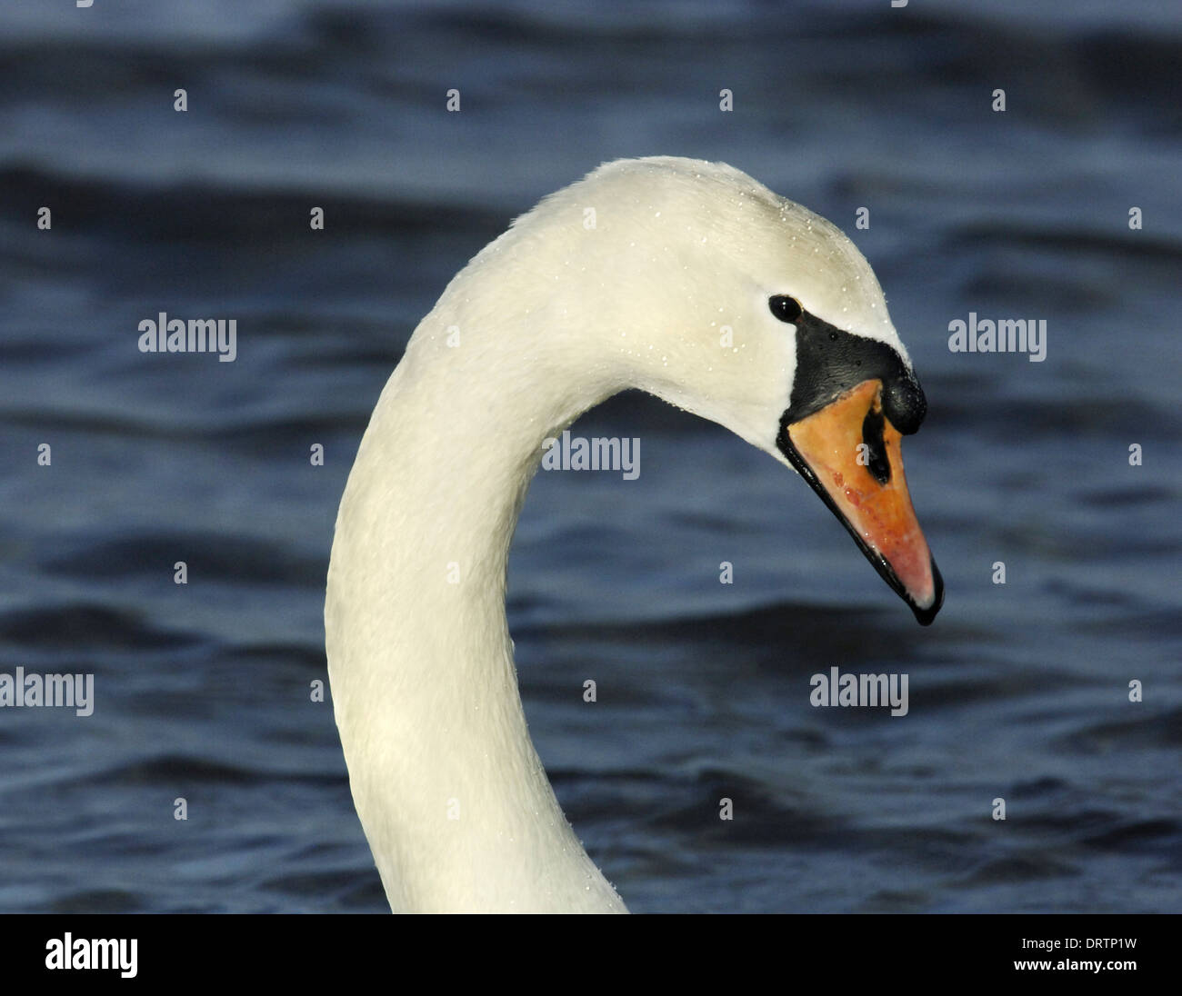 Female swan hi-res stock photography and images - Alamy