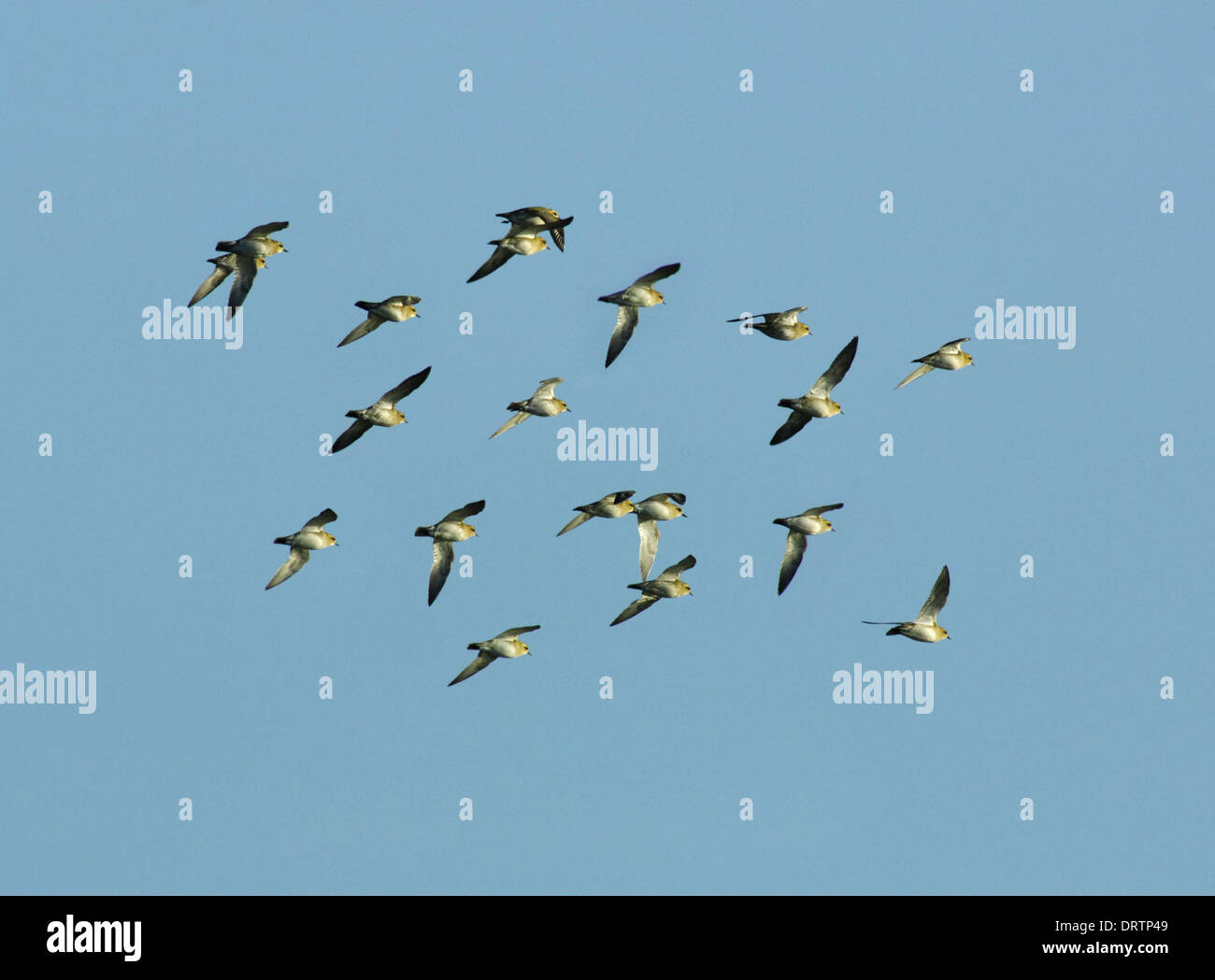Golden plover flying hi-res stock photography and images - Alamy
