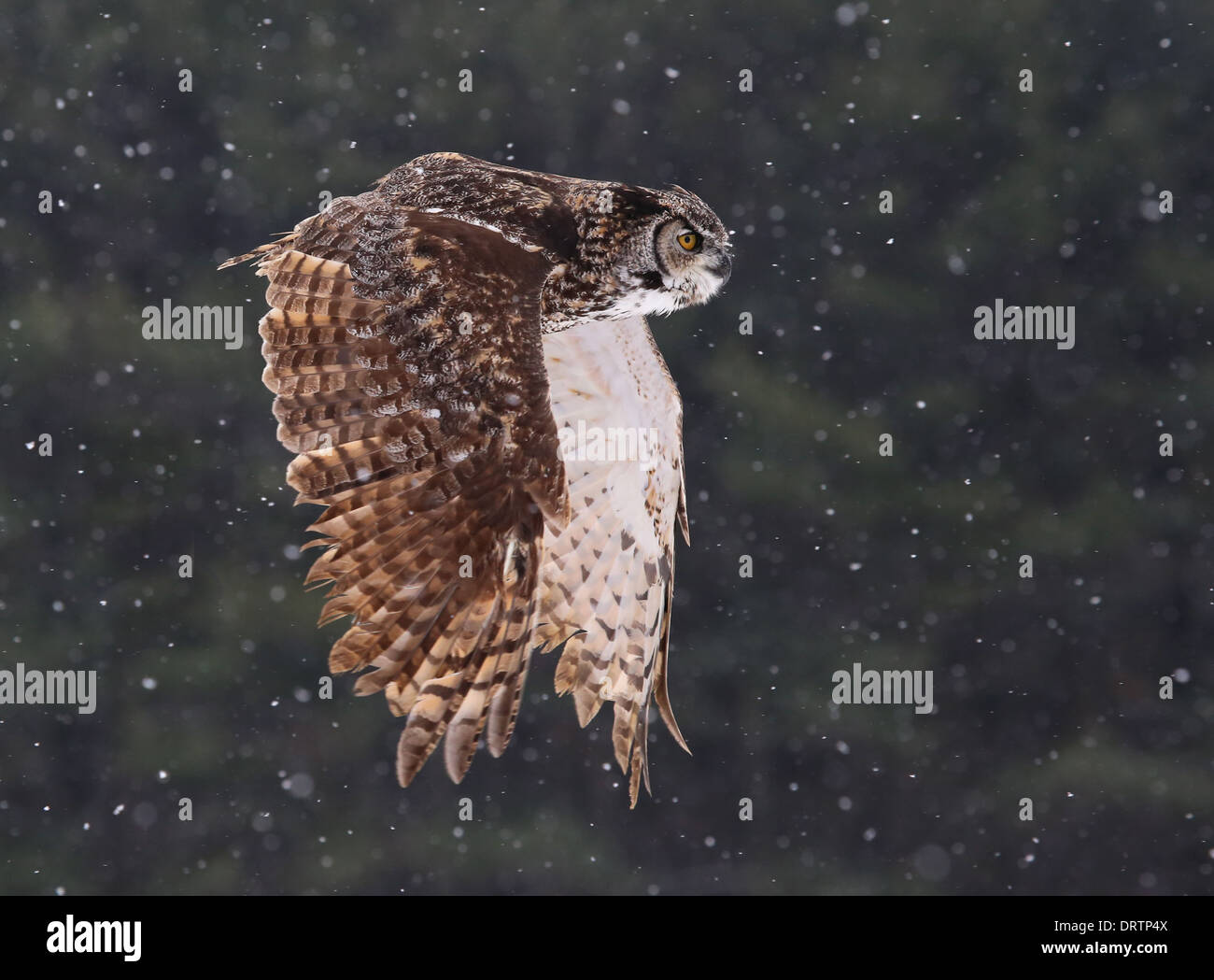 Great horned owl flying hi-res stock photography and images - Alamy