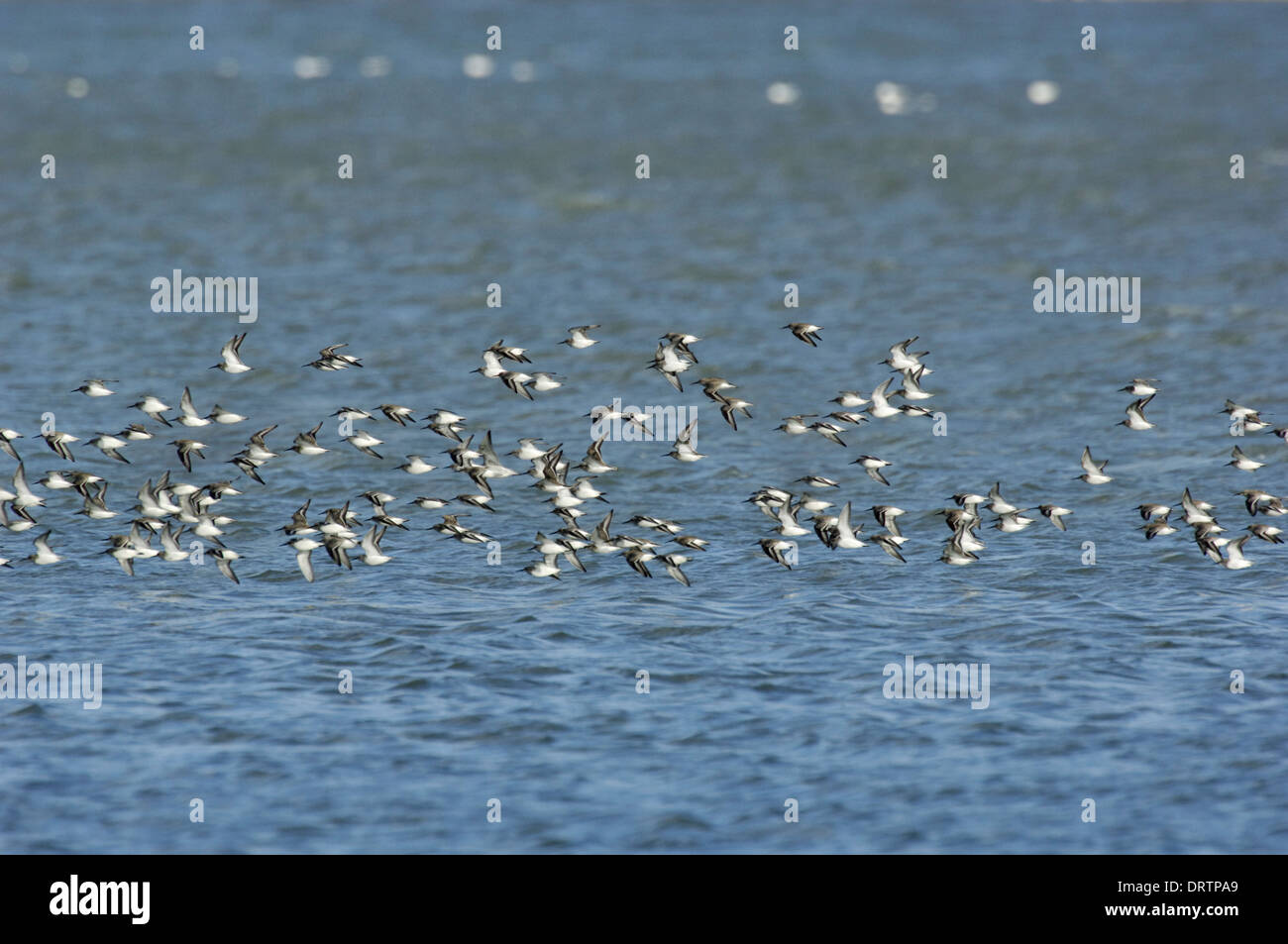 Dunlin in flight hi-res stock photography and images - Alamy