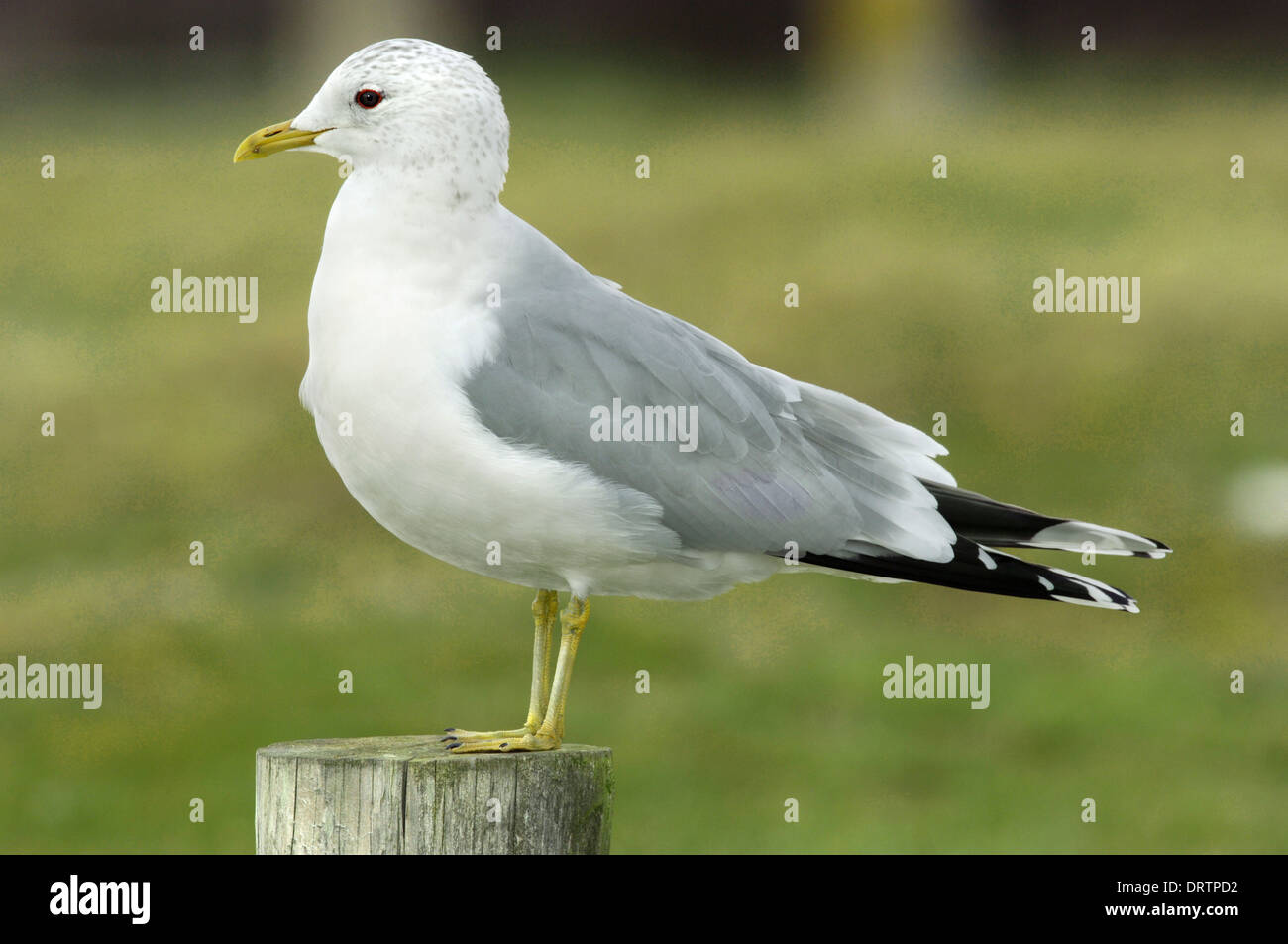 Gull gulls birds hi-res stock photography and images - Alamy