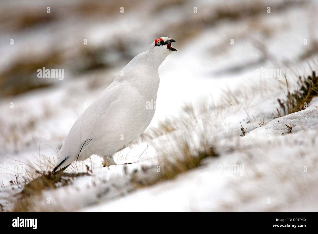 Ptarmigan Lagopus mutus Male bird in winter plumage Stock Photo - Alamy