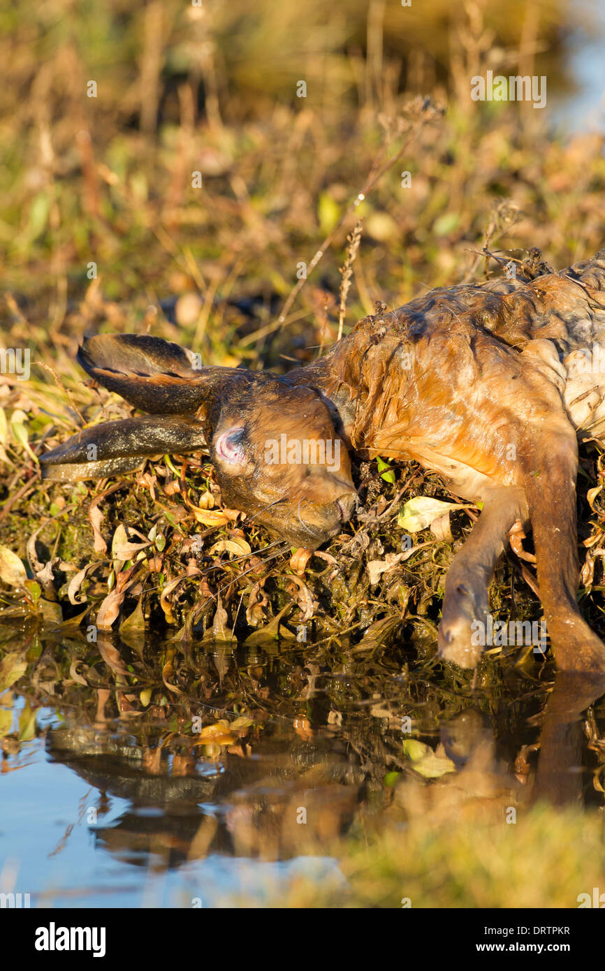 Sea hare defense hi-res stock photography and images - Alamy