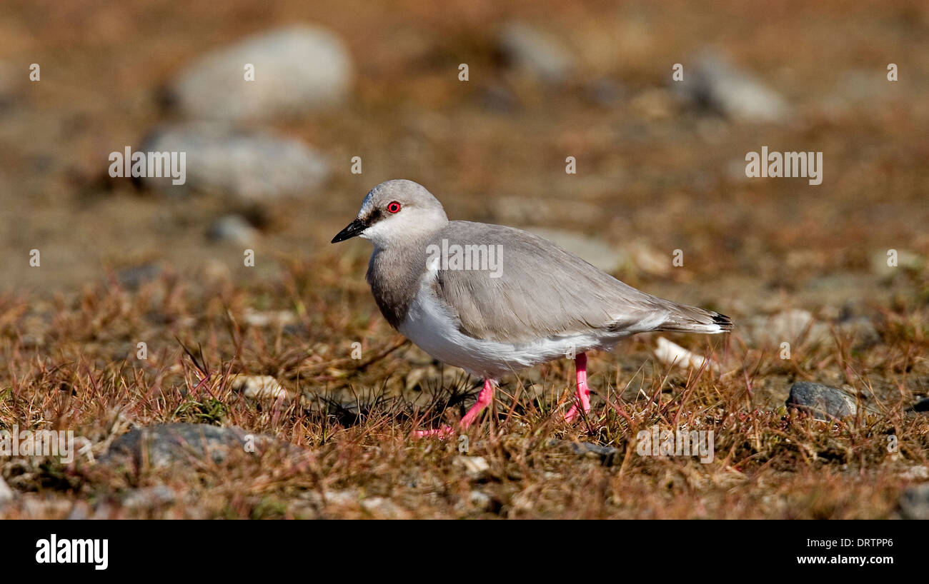 Magellanic Plover - Pluvianellus socialis Stock Photo - Alamy