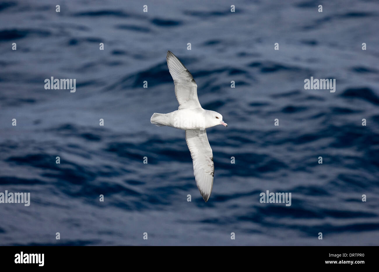 Southern Fulmar - Fulmarus glacialoides Stock Photo - Alamy