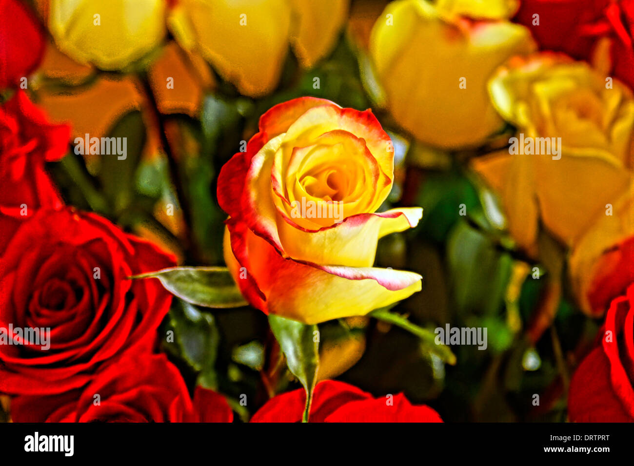 Variegated rose hi-res stock photography and images - Alamy
