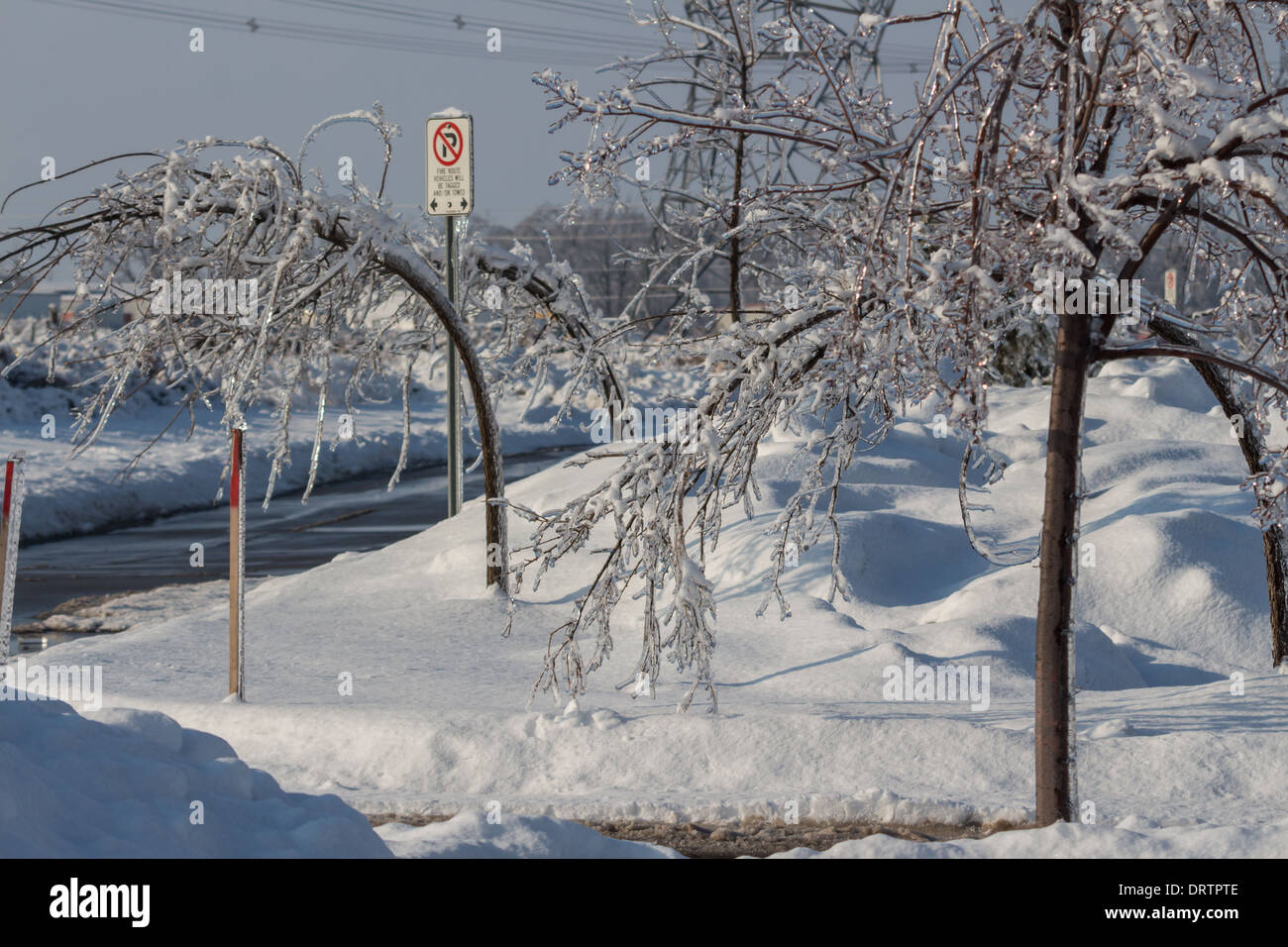 Ice laden trees, shrubs, grasses and structures bend with a large ...