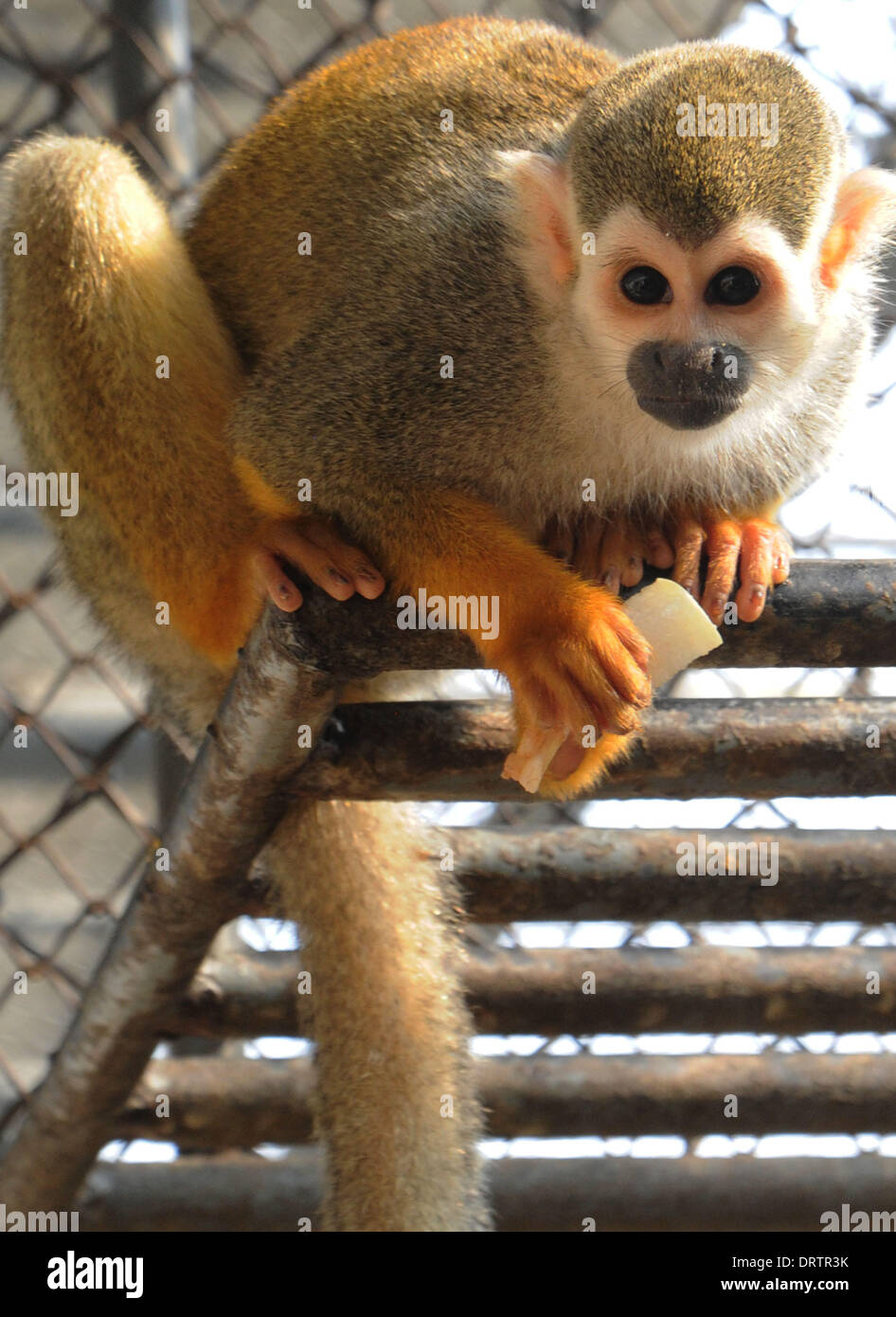 Suzhou, China's Jiangsu Province. 1st Feb, 2014. A squirrel monkey ...
