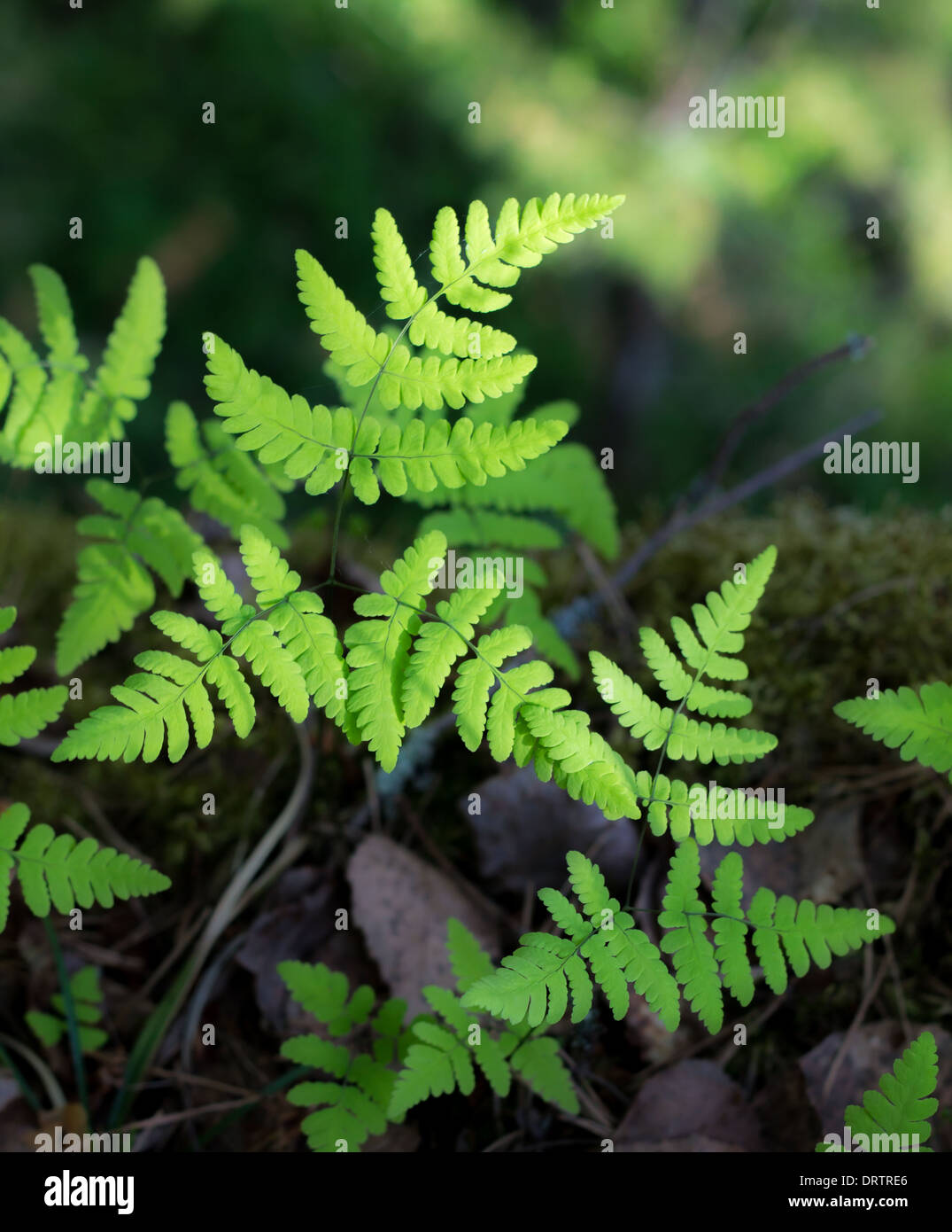 Light green fern growing on a edge of a cliff Stock Photo - Alamy