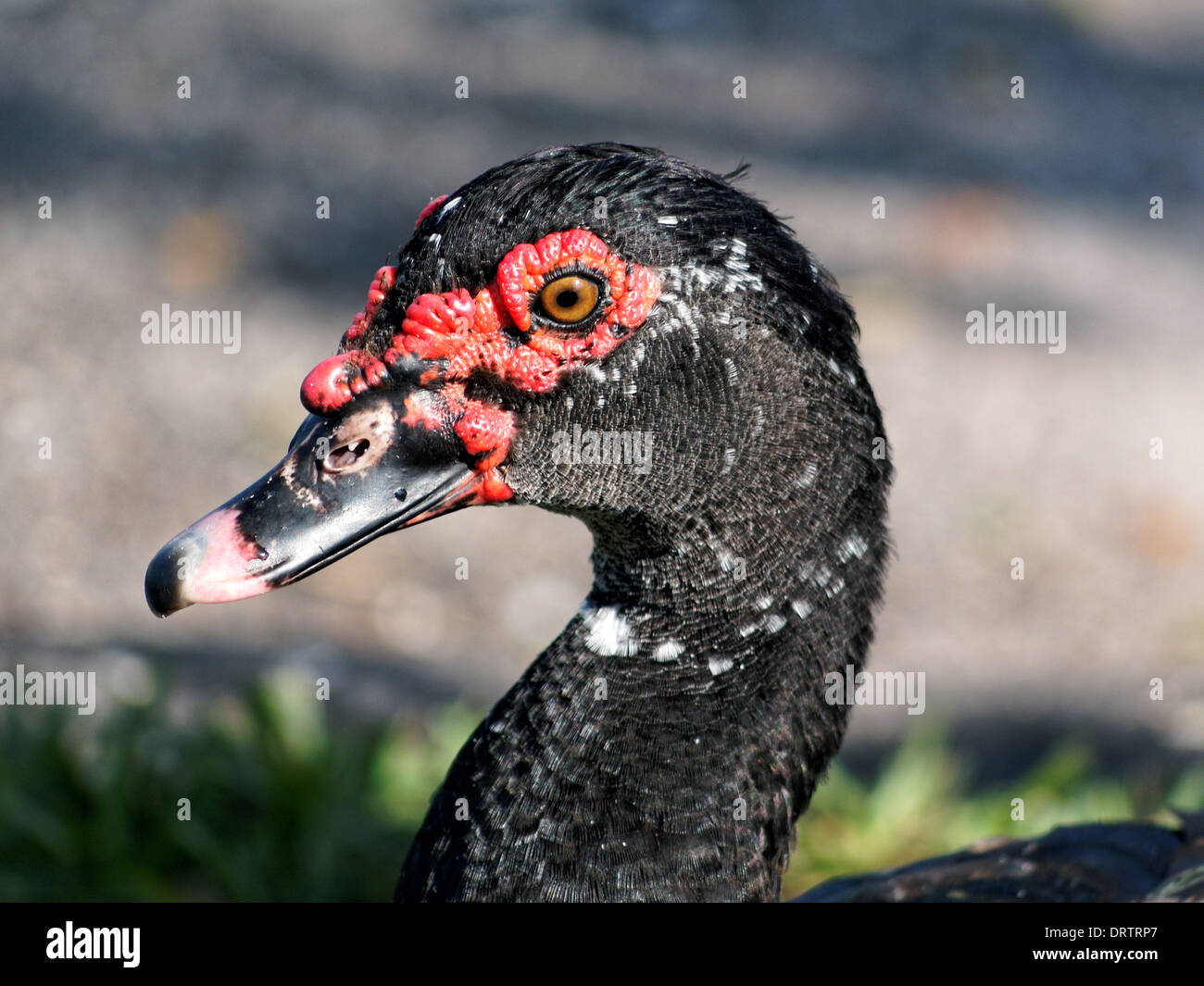 White duck profile hi-res stock photography and images - Alamy