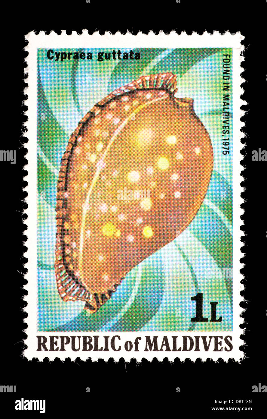 Postage stamp from the Maldives depicting the shell of the great ...