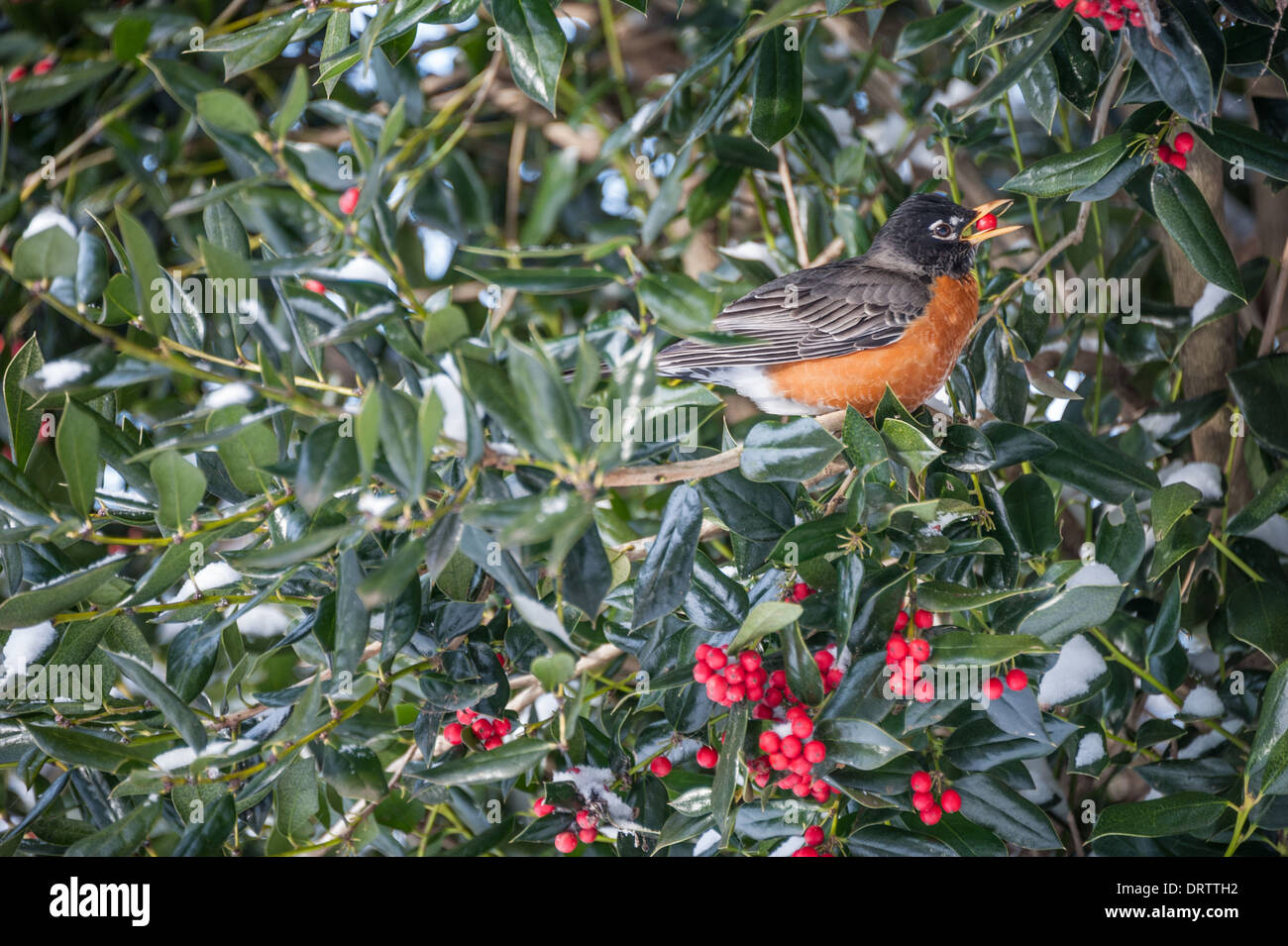 Fluffy robin holly hi-res stock photography and images - Alamy