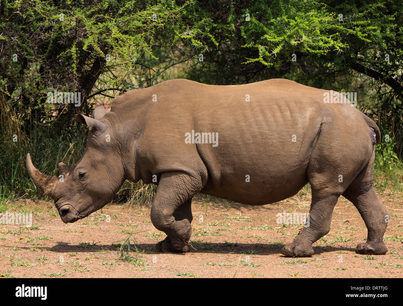 Rhinoceros Running