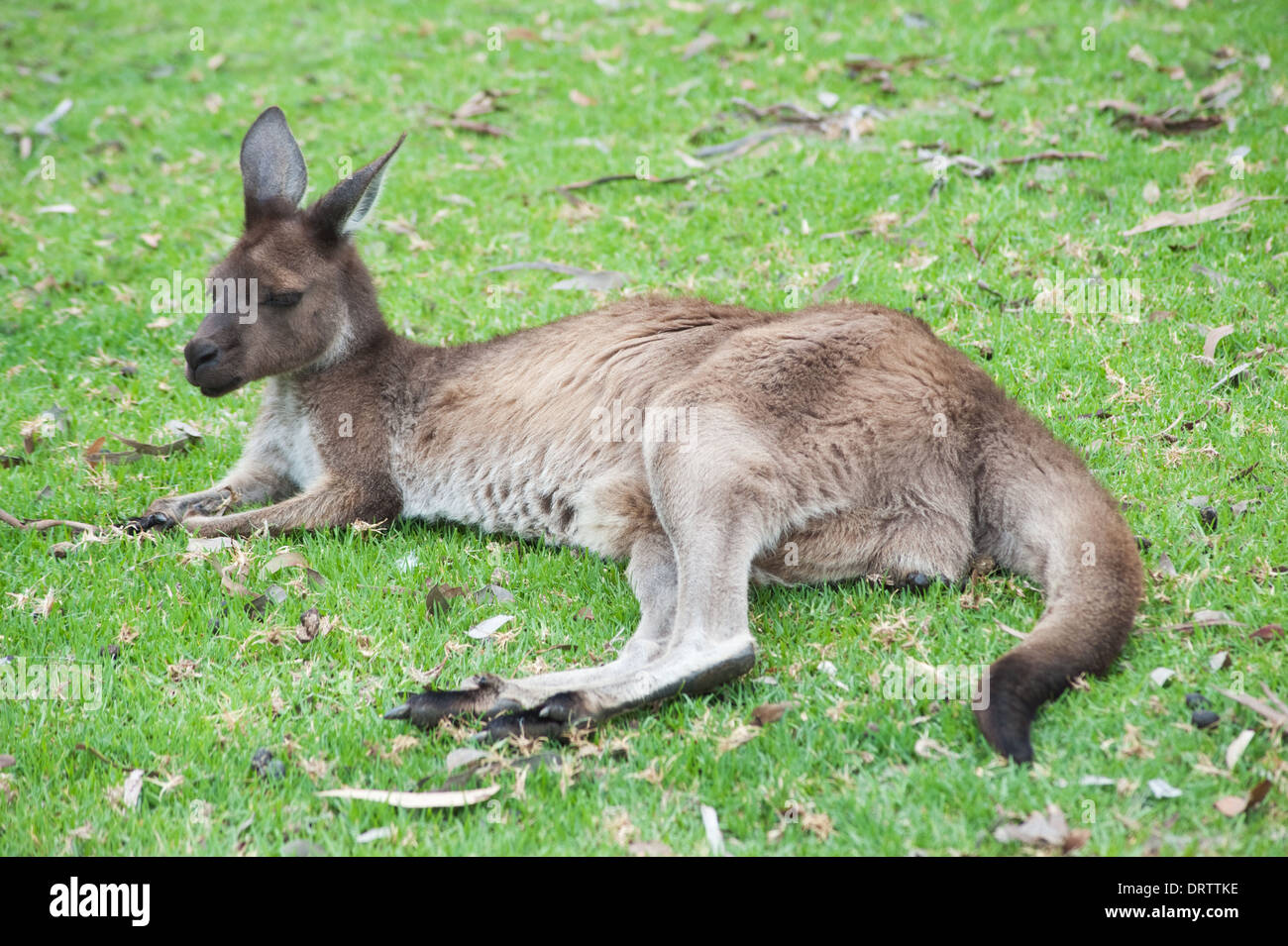 native australian kangaroo lying and resting on the grass Stock Photo ...