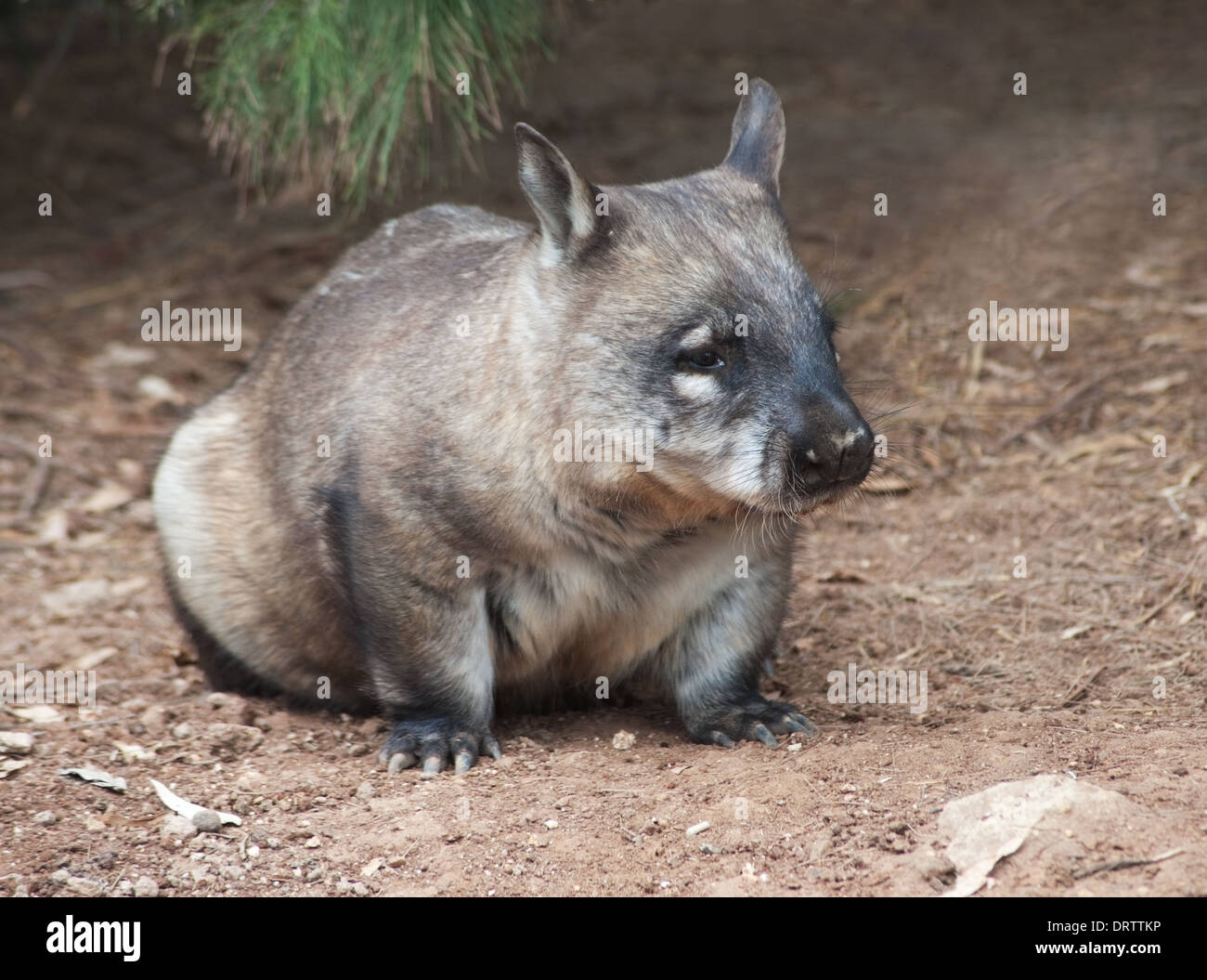 Wombat pouch hi-res stock photography and images - Alamy