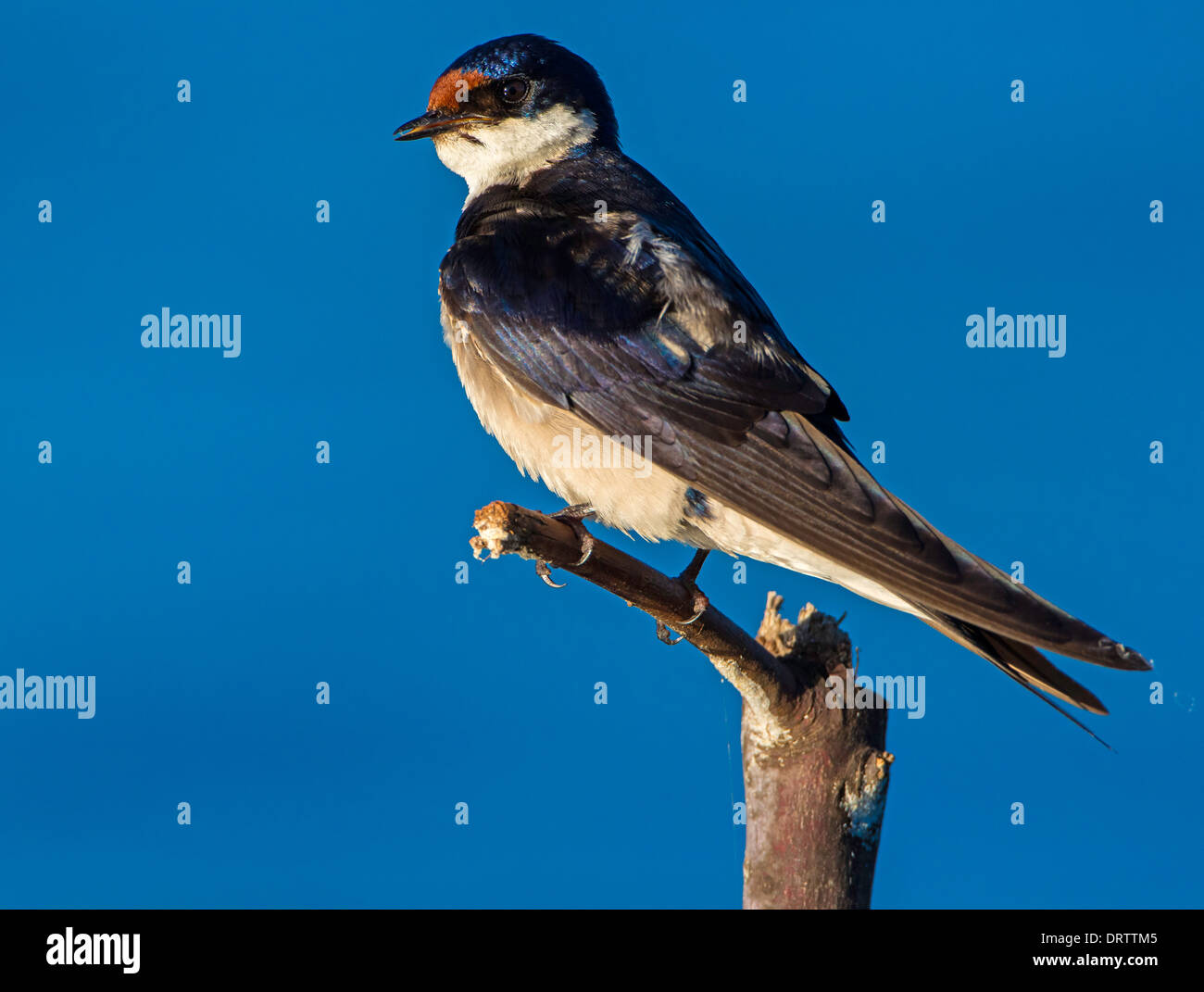 Birds sitting on perch hi-res stock photography and images - Alamy