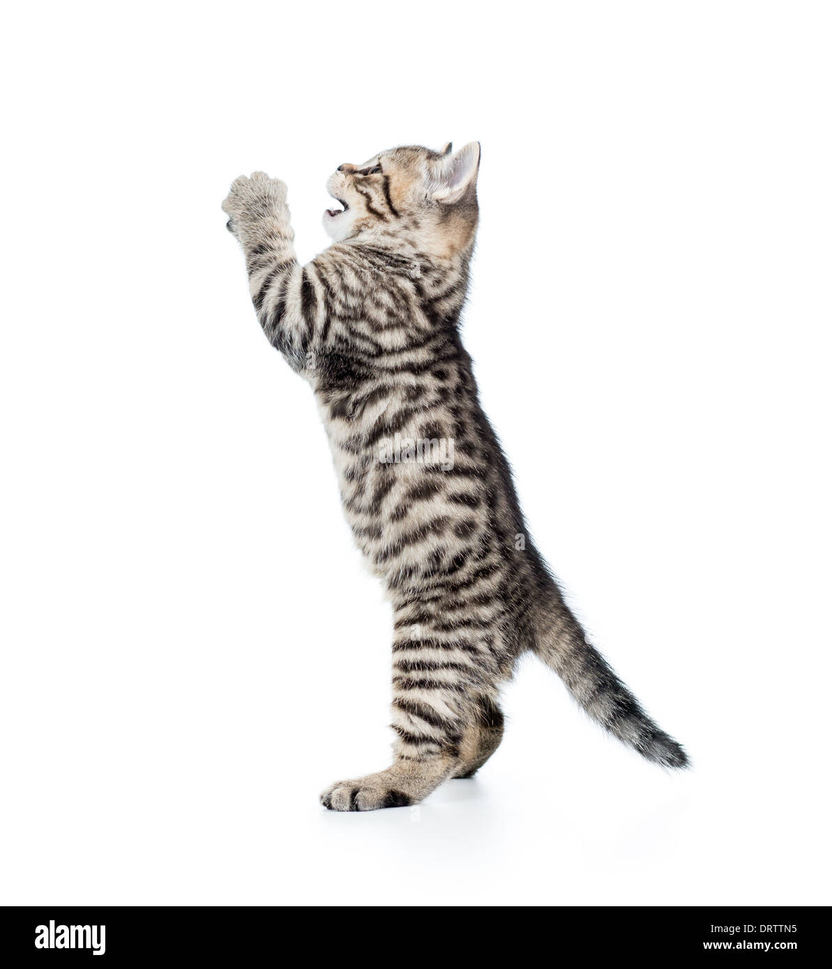 playful kitten standing on hind legs Stock Photo - Alamy