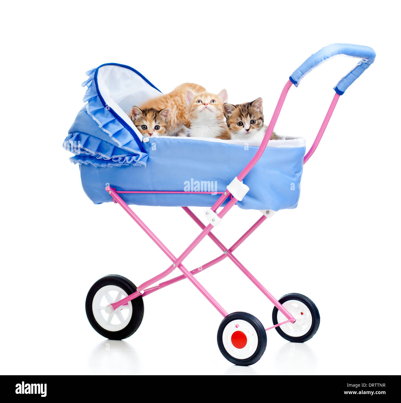 kittens in buggy Stock Photo - Alamy