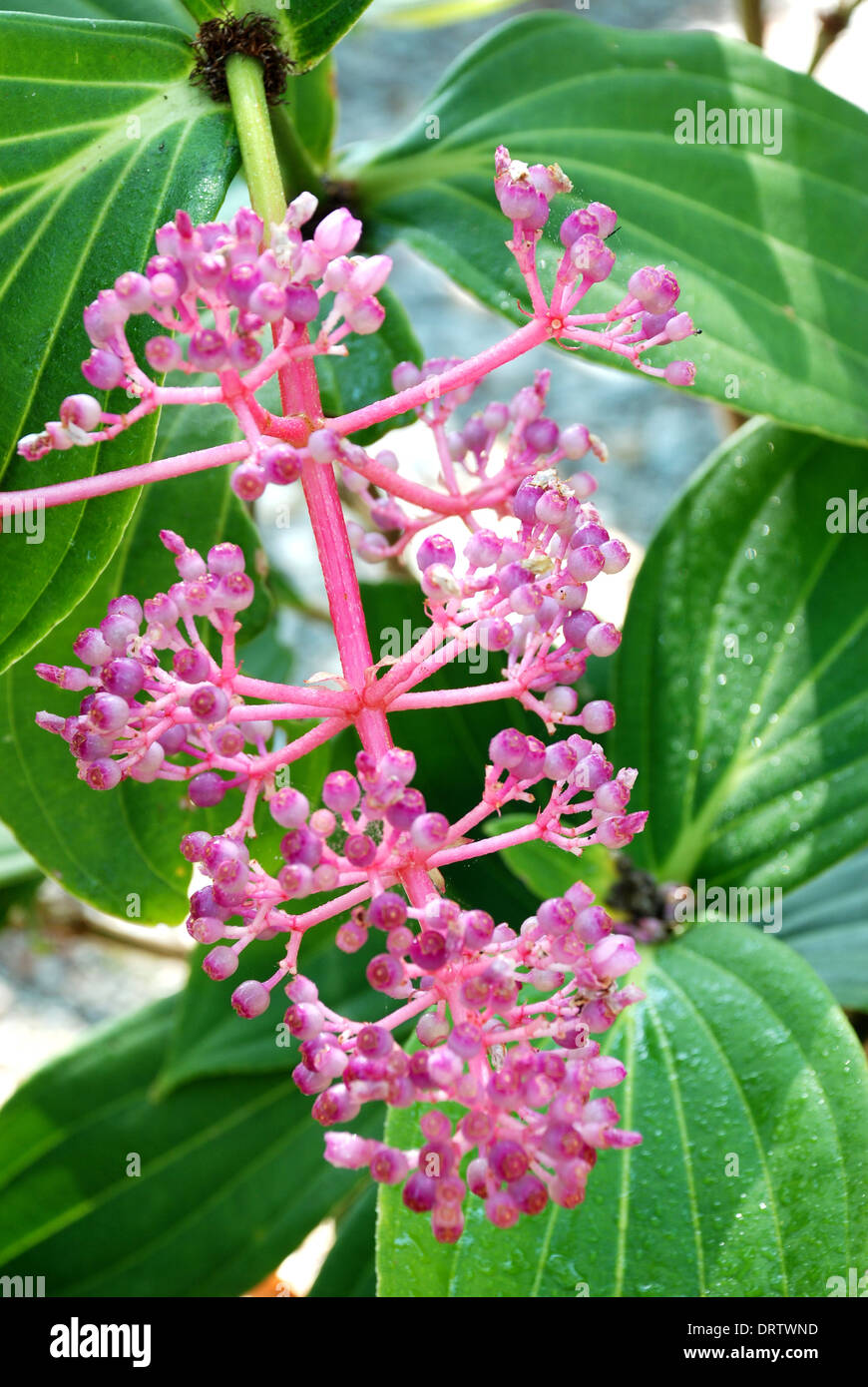 Andaman Pearl flower, beautiful flower of Thailand Stock Photo - Alamy