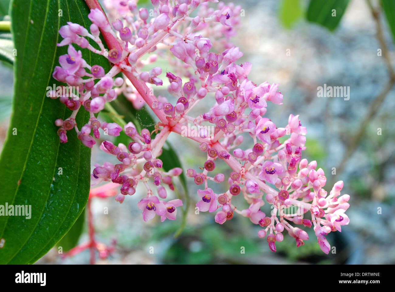 Andaman Pearl flower, beautiful flower of Thailand Stock Photo - Alamy