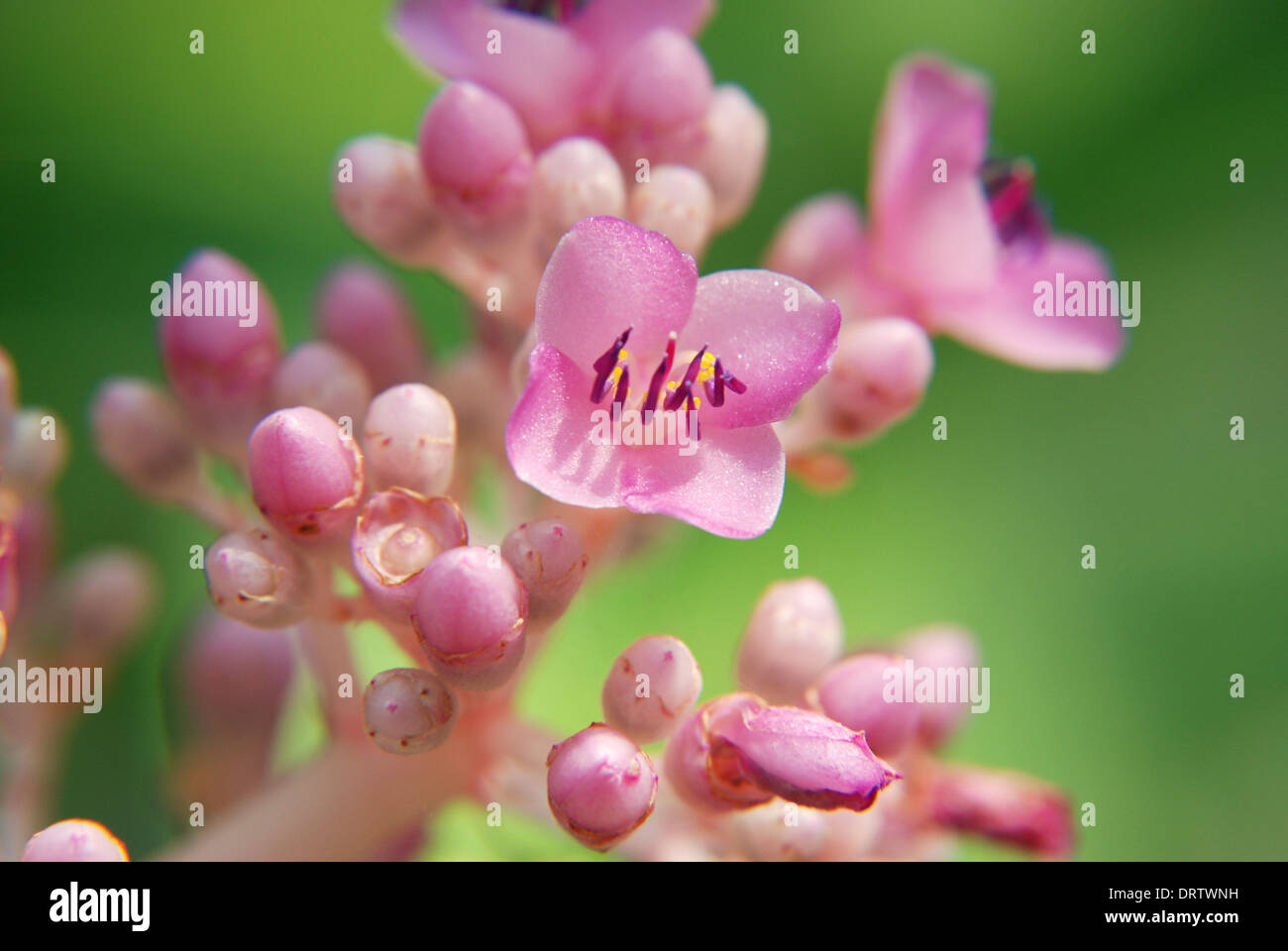 Andaman Pearl flower, beautiful flower of Thailand Stock Photo - Alamy