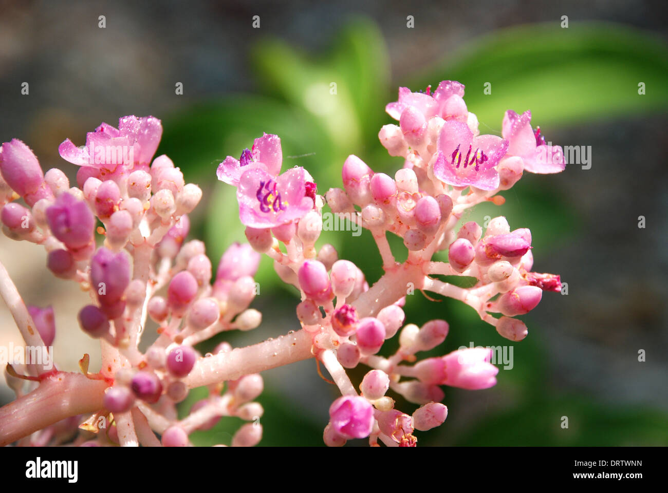 Andaman Pearl flower, beautiful flower of Thailand Stock Photo - Alamy