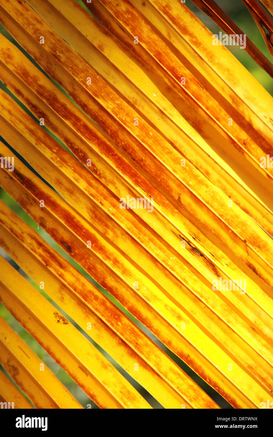 coconut tree authentic tree of Asia Stock Photo - Alamy