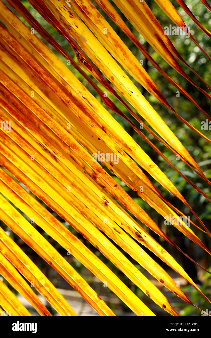 coconut tree authentic tree of Asia Stock Photo - Alamy