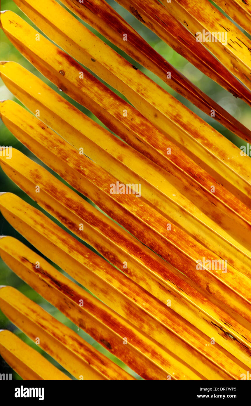 coconut tree authentic tree of Asia Stock Photo - Alamy