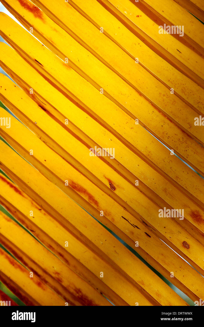 coconut tree authentic tree of Asia Stock Photo - Alamy