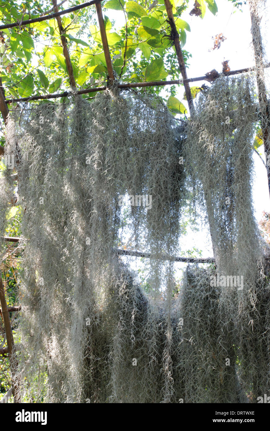 Spanish moss silhouette hi-res stock photography and images - Alamy