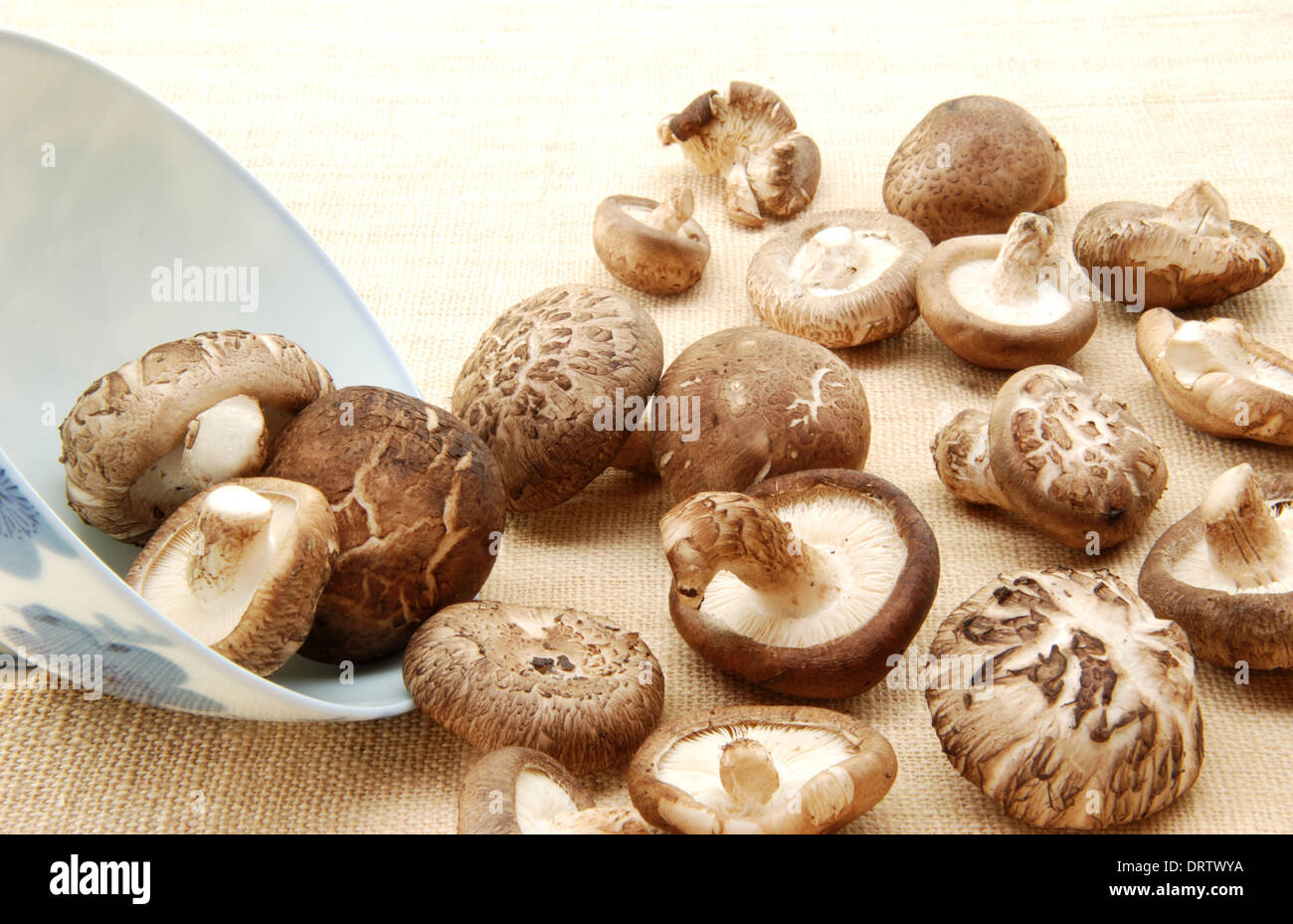 Shiitake mushroom, Authentic Chinese mushroom Stock Photo - Alamy